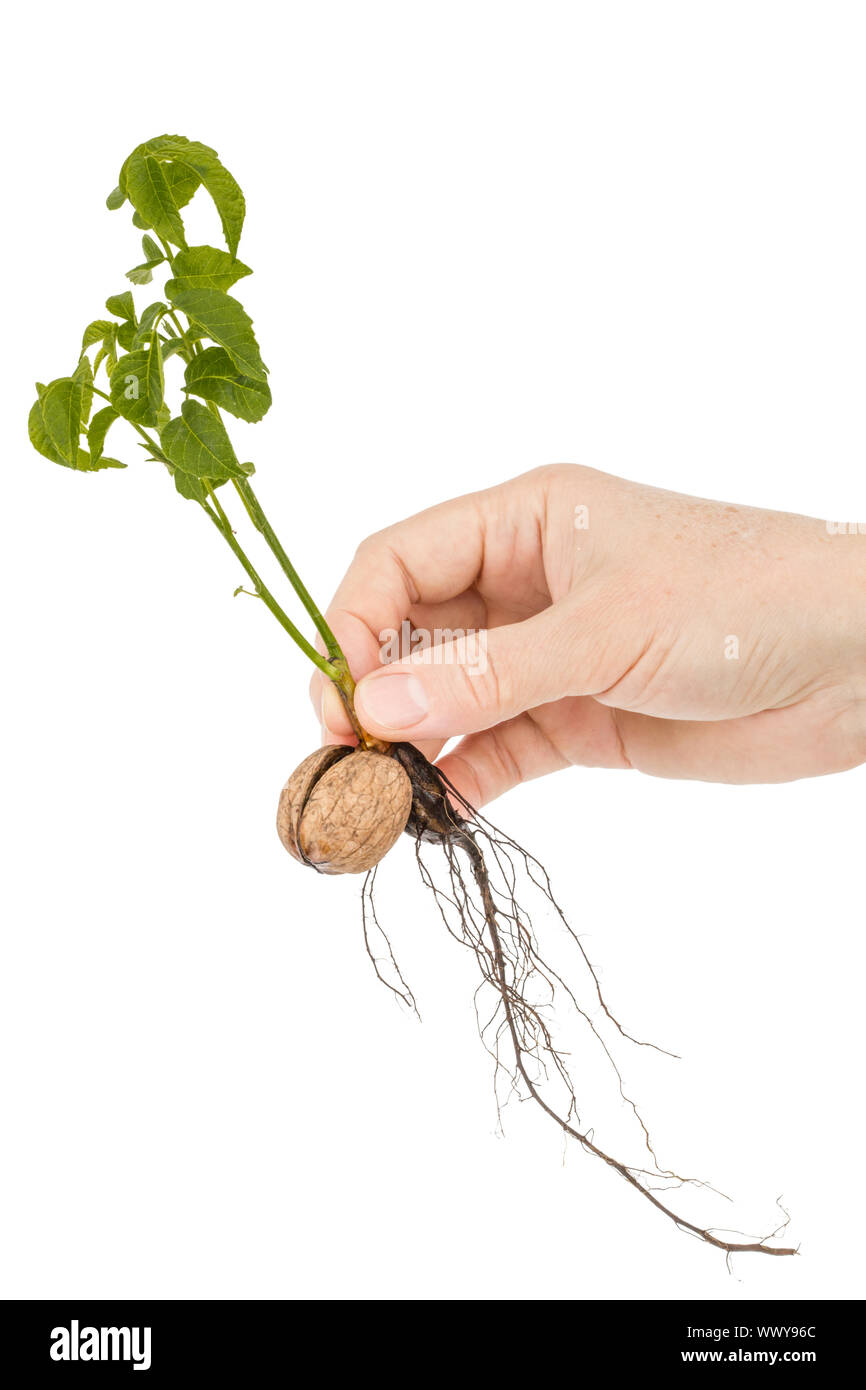 Female hand holds seedling of a walnut, isolated on white background ...