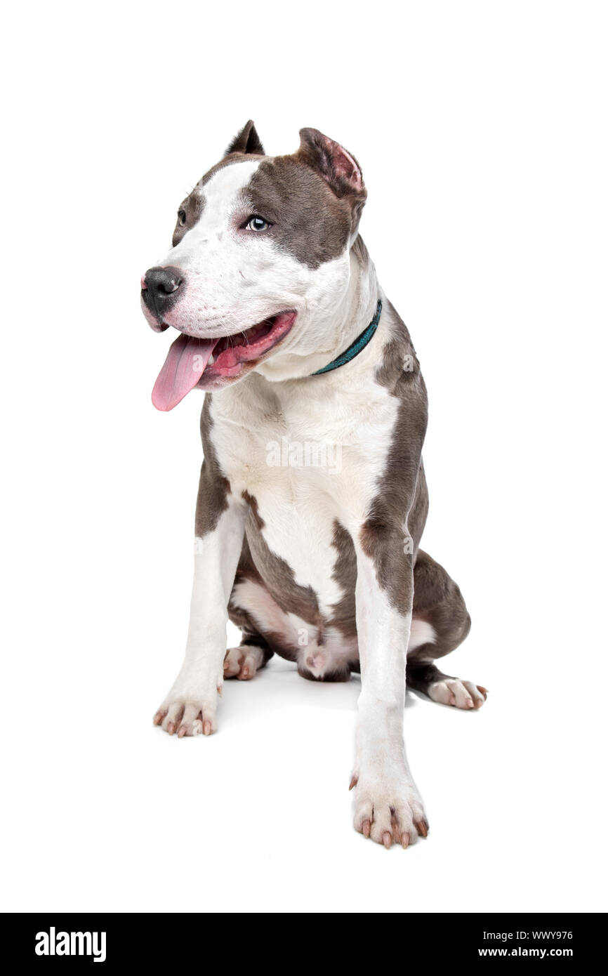 Staffordshire terrier cropped ears hi-res stock photography and images ...