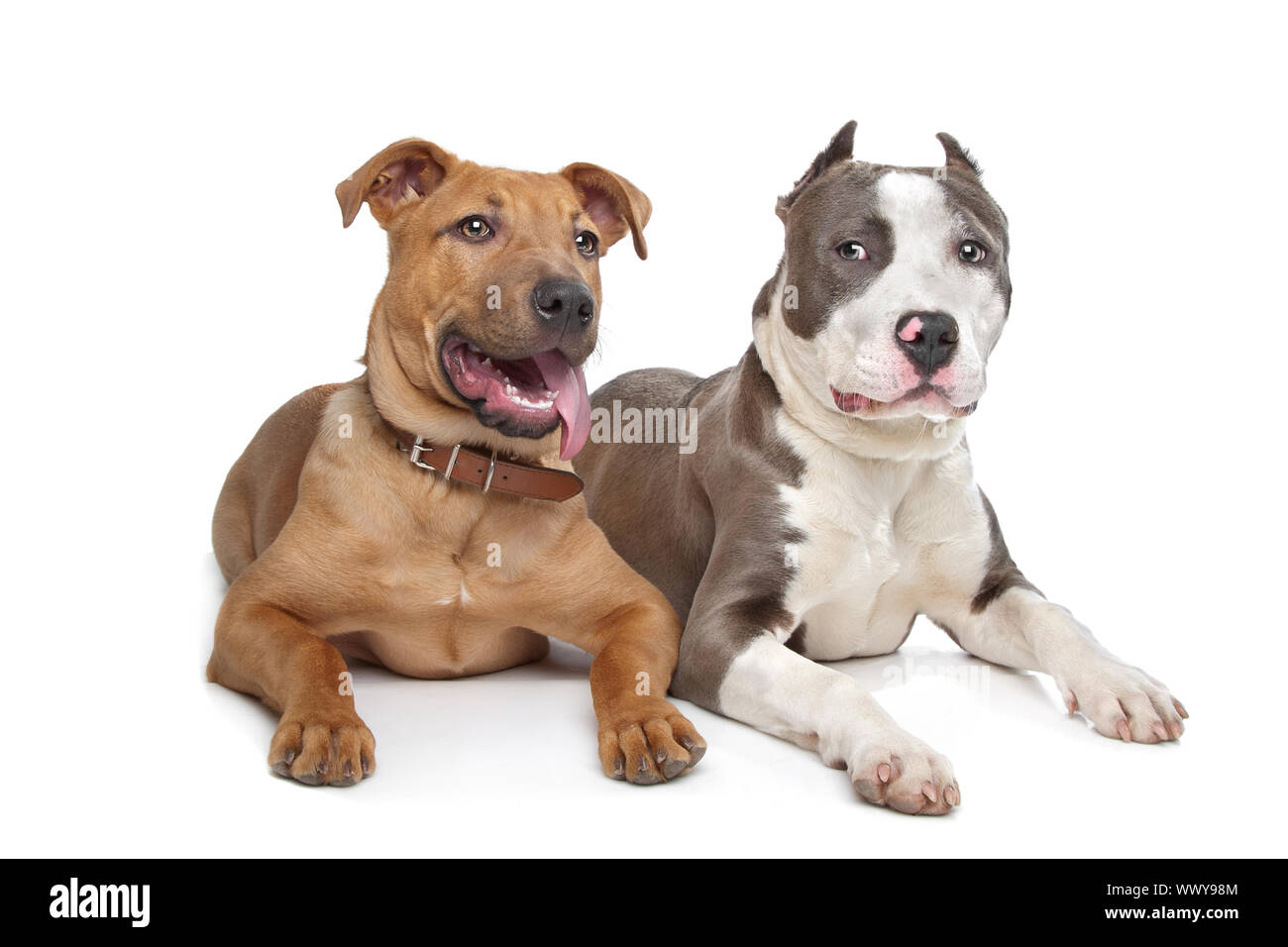 mixed breed stafford and American Staff in front of a white background ...
