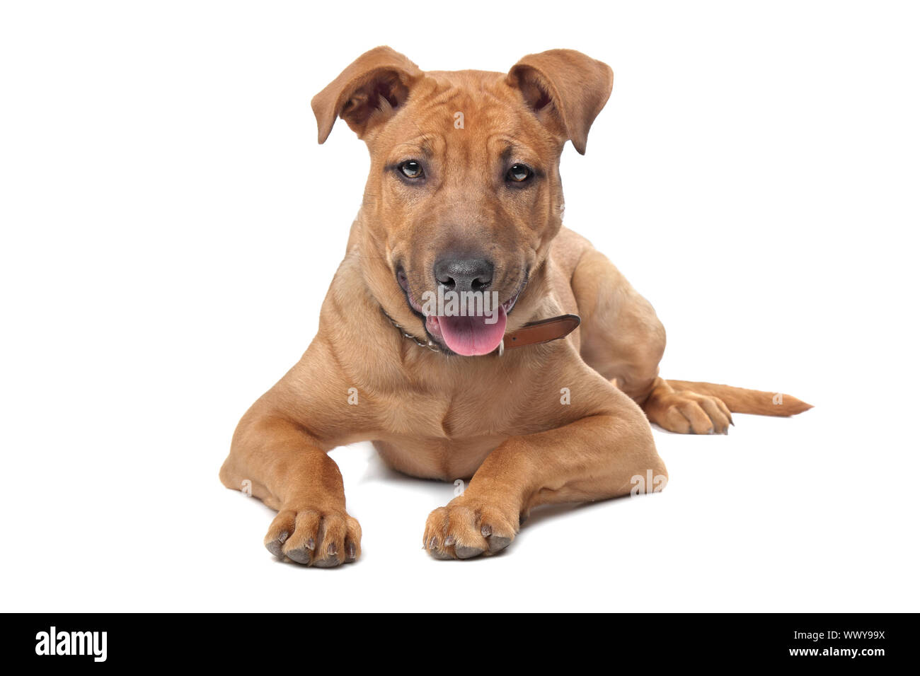 mixed breed dog( Stafford Terrier) in front of a white background Stock ...