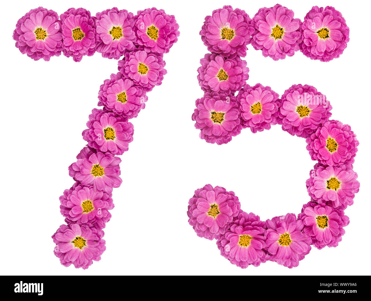 Arabic numeral 75, seventy five, from flowers of chrysanthemum ...
