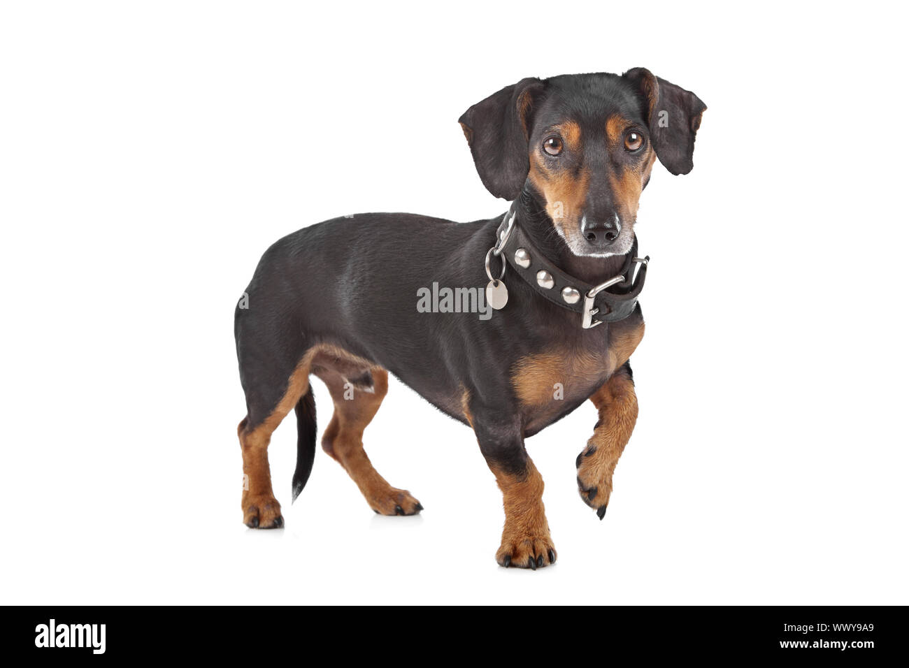Cute black dachshund dog in Cut Out Stock Images & Pictures - Alamy