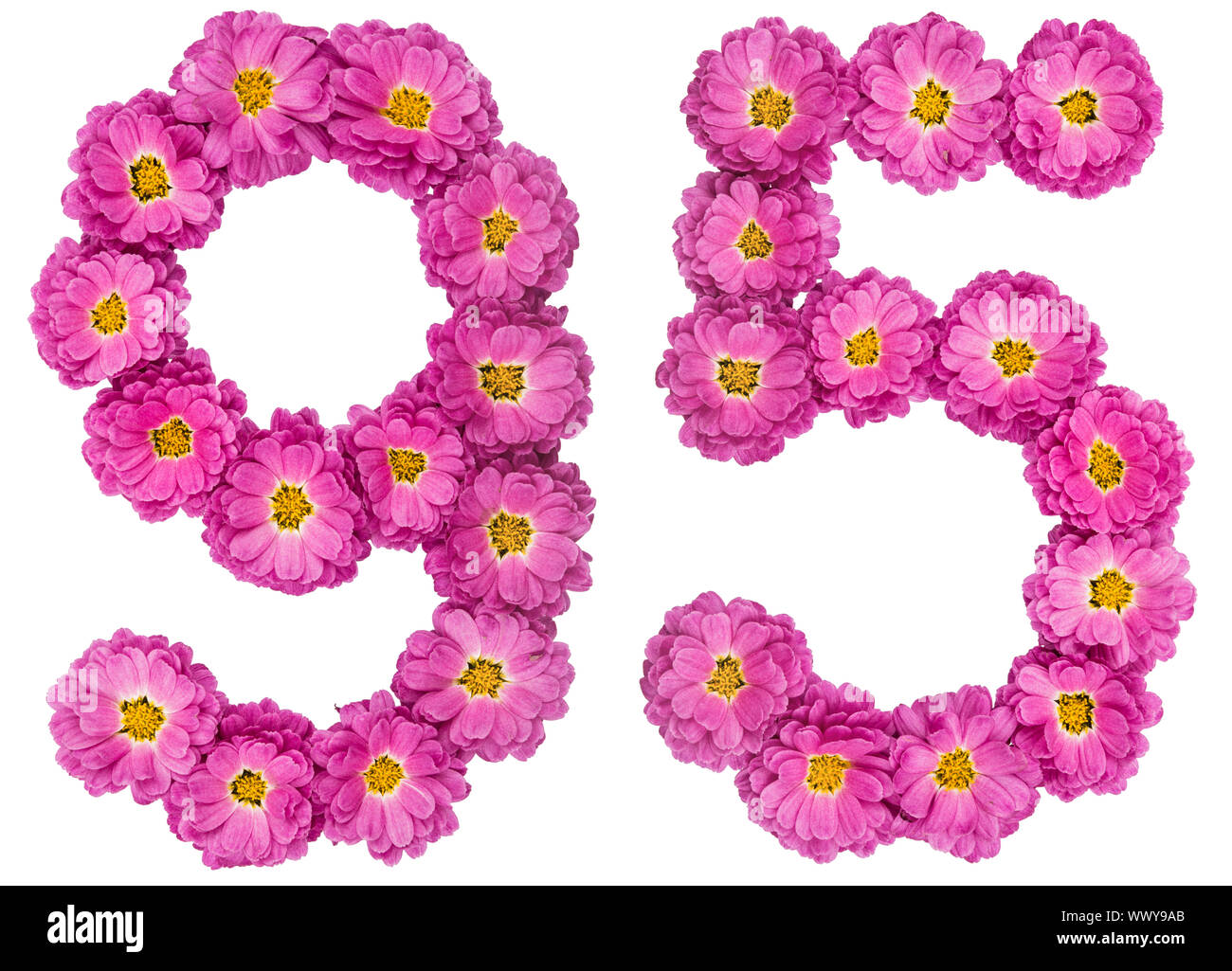 Arabic numeral 95, ninety five, from flowers of chrysanthemum, isolated ...