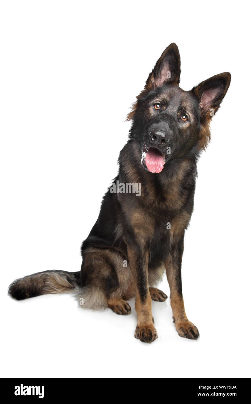 German Shepherd in front of a white background Stock Photo - Alamy