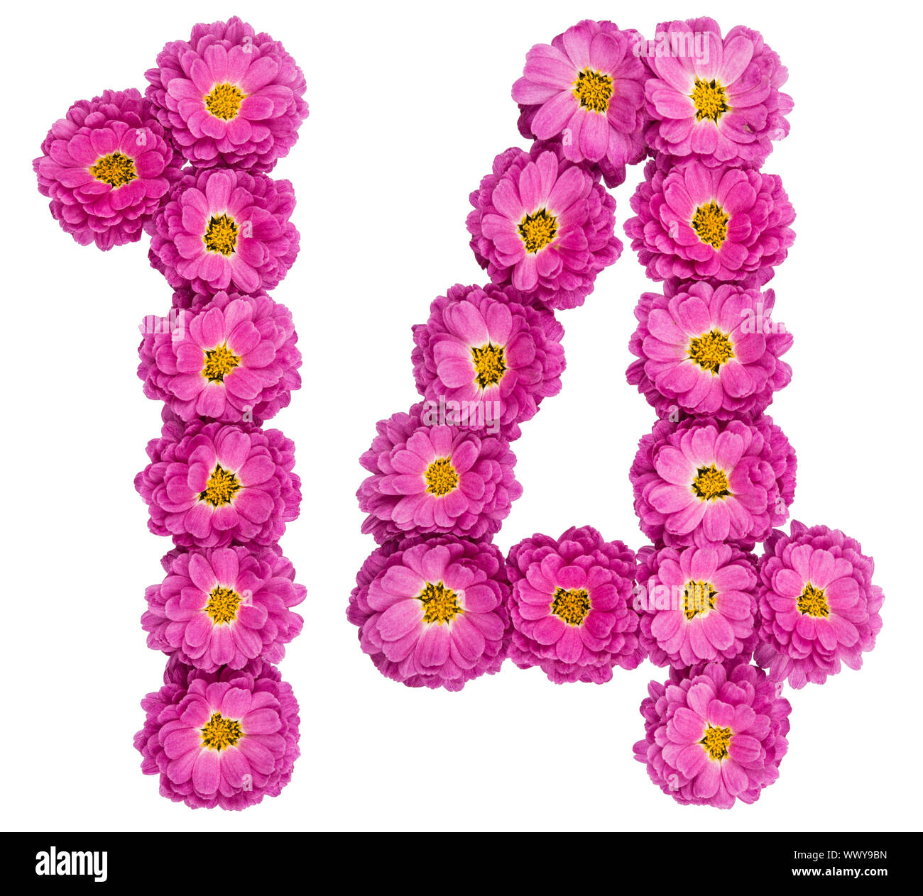 Arabic numeral 14, fourteen, from flowers of chrysanthemum, isolated on ...