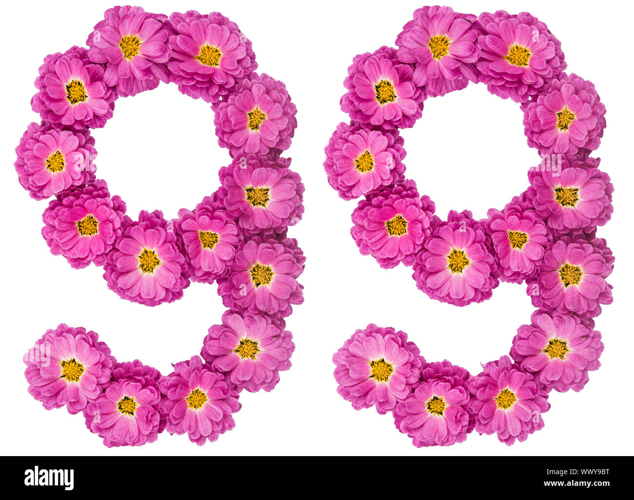 Arabic numeral 99, ninety nine, from flowers of chrysanthemum, isolated ...