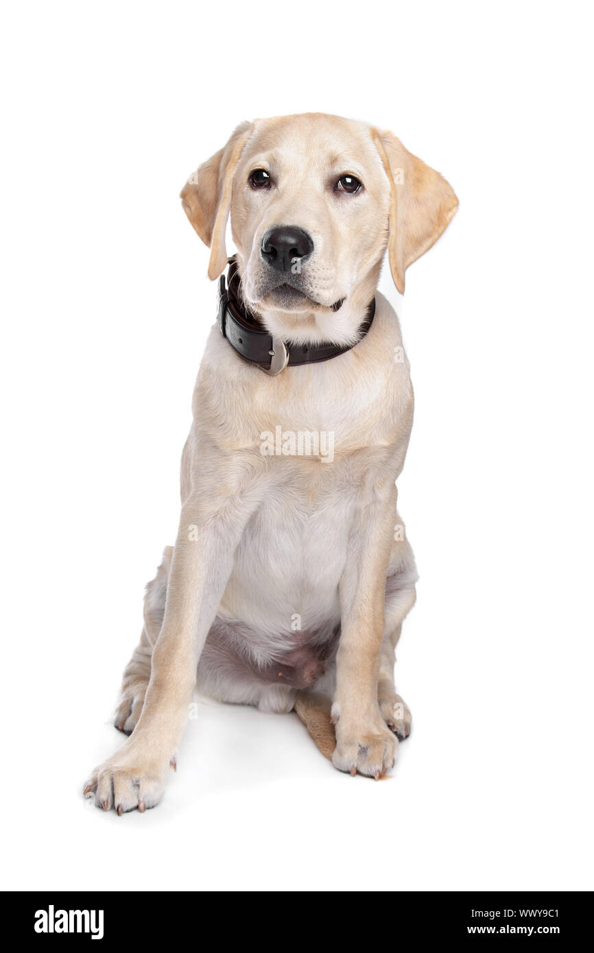 yellow Labrador in front of a white background Stock Photo - Alamy