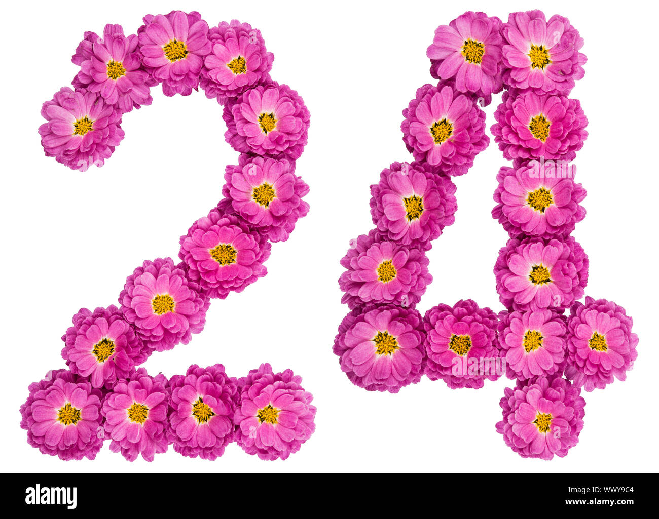 Arabic numeral 24, twenty four, from flowers of chrysanthemum, isolated ...
