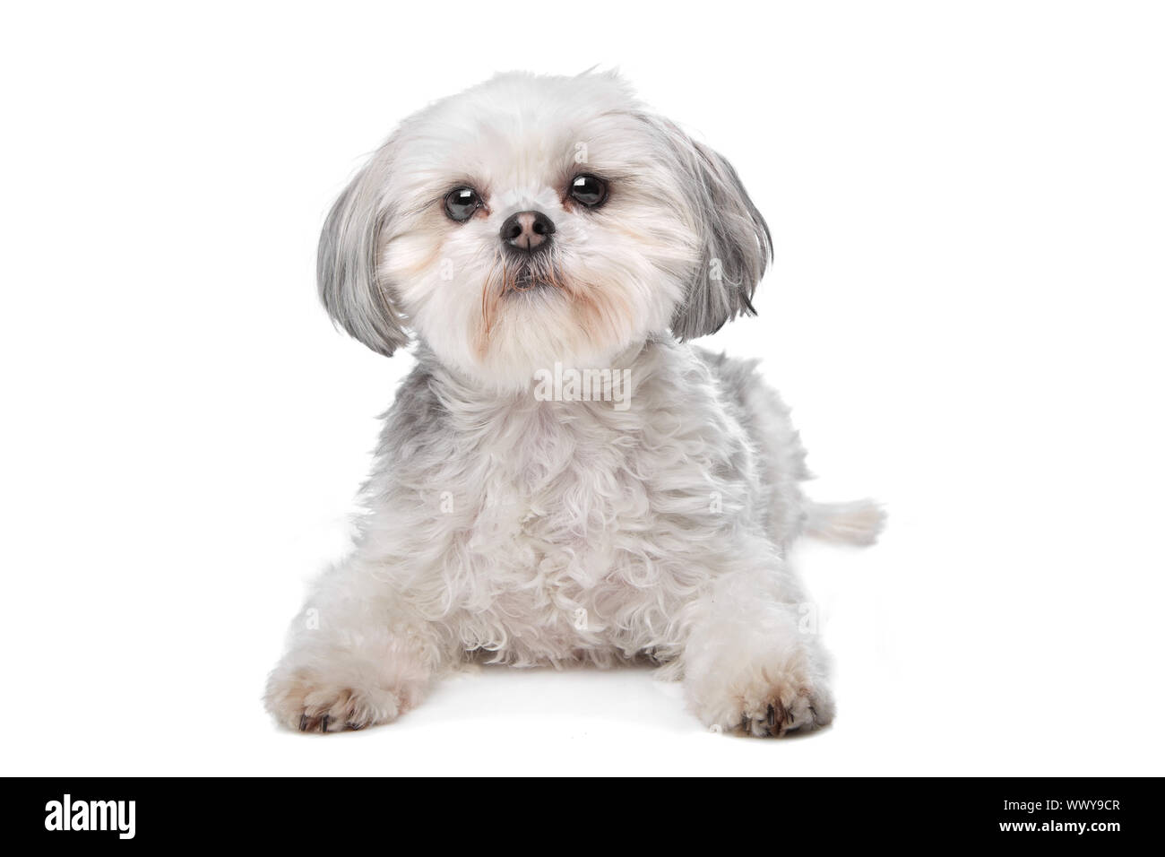 Little boomer dog in front of a white background Stock Photo - Alamy