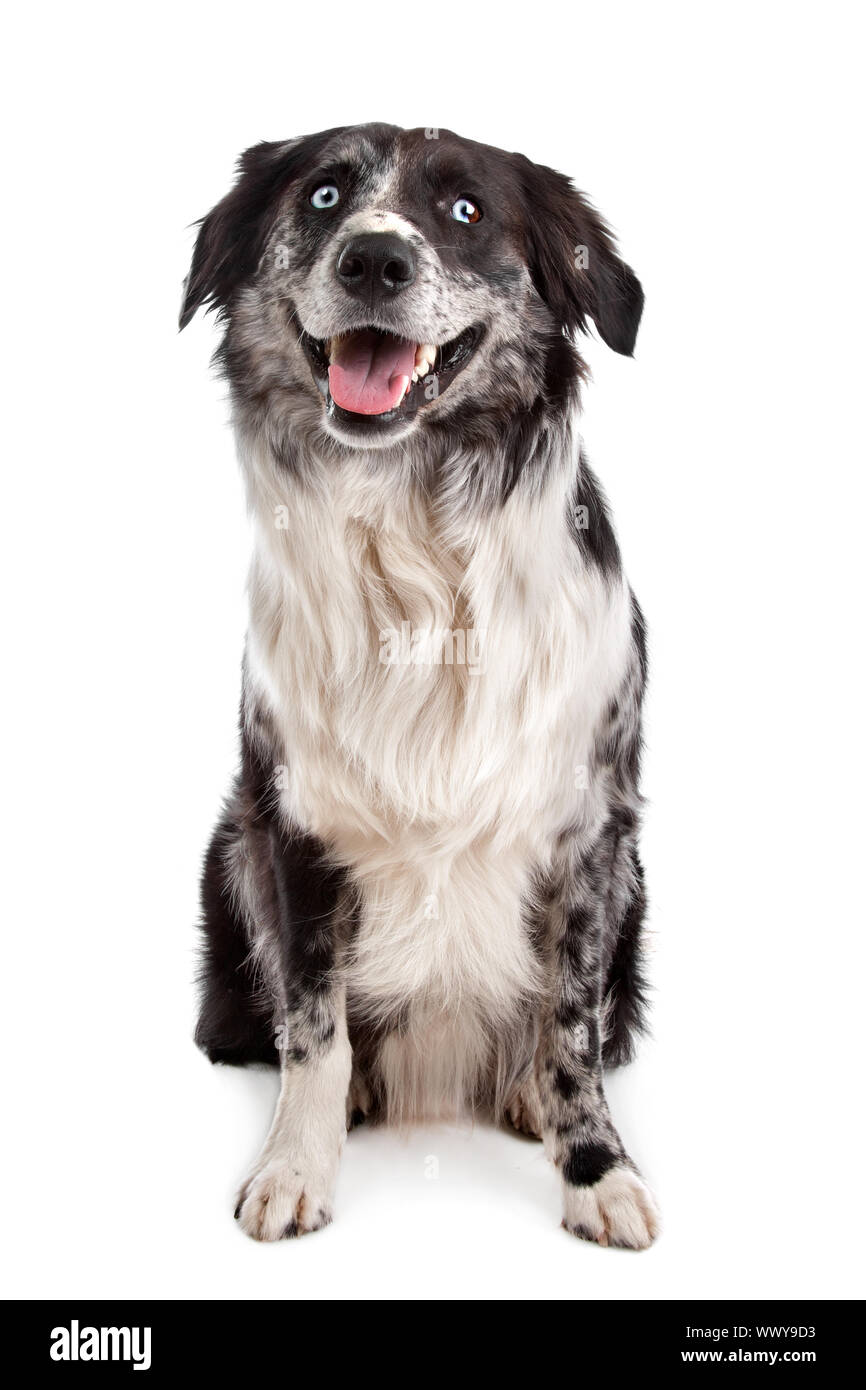 Australian Shepherd in front of a white background Stock Photo - Alamy