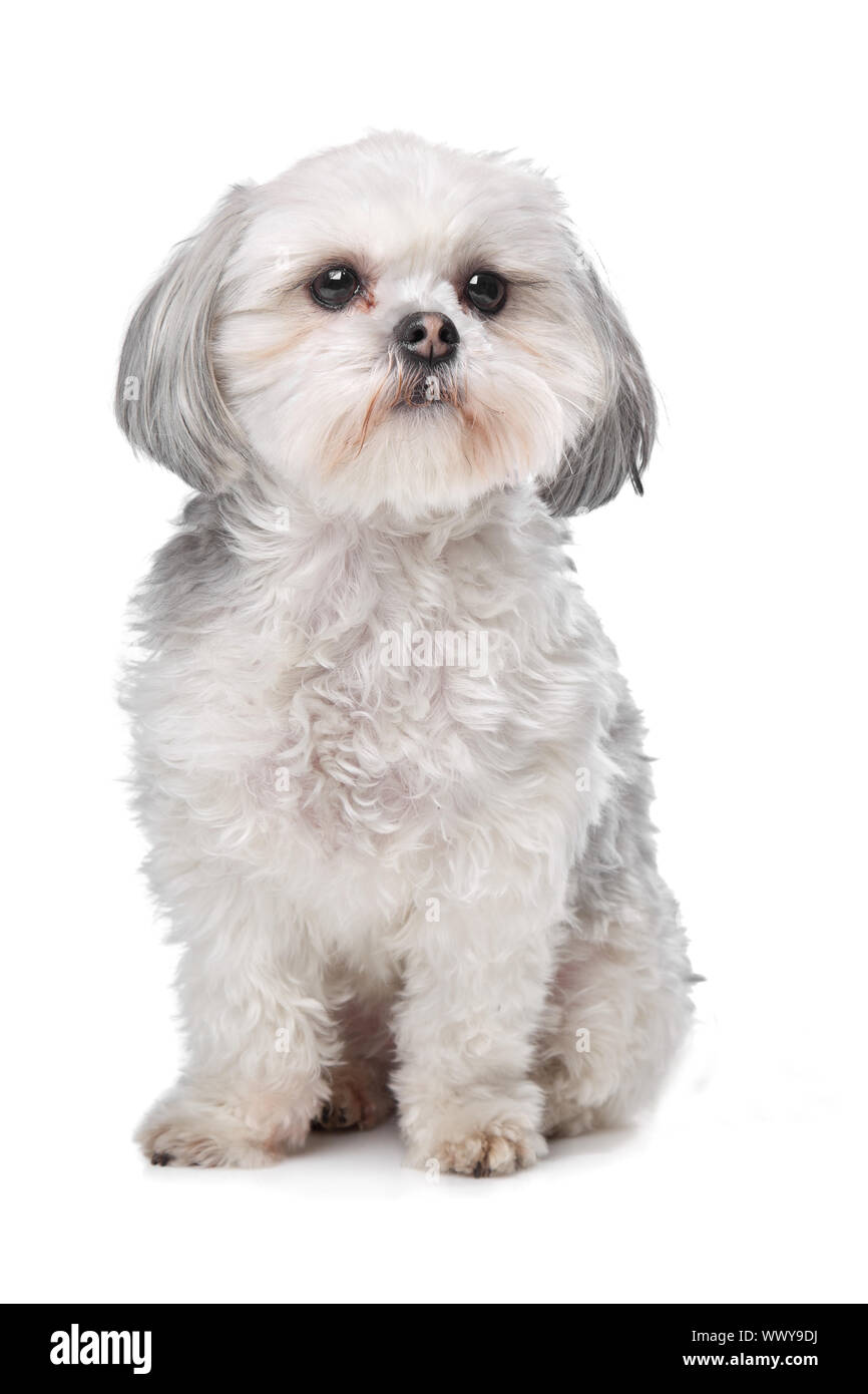 Little boomer dog in front of a white background Stock Photo - Alamy