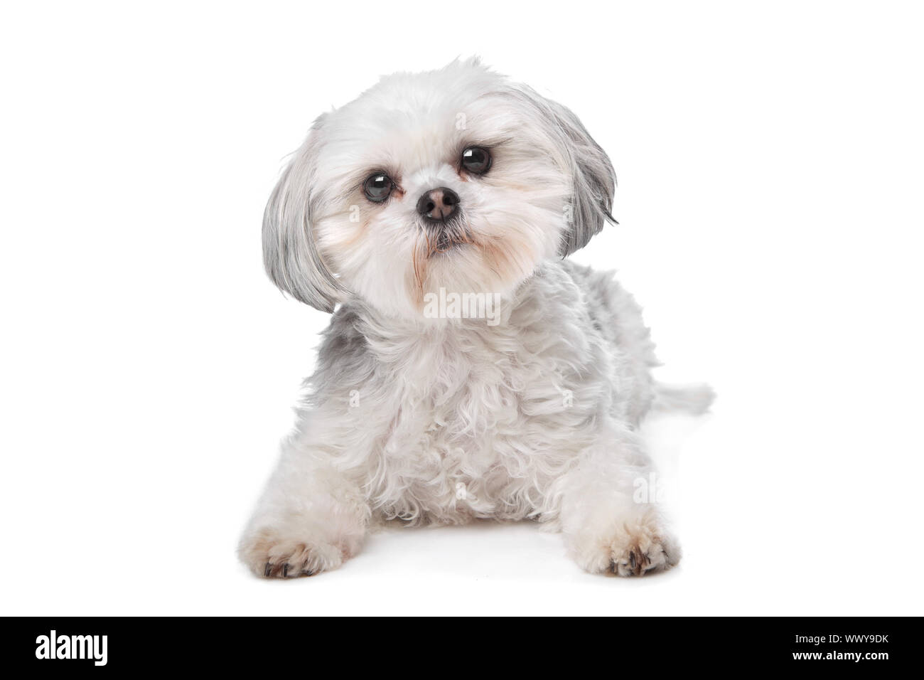 Little boomer dog in front of a white background Stock Photo - Alamy