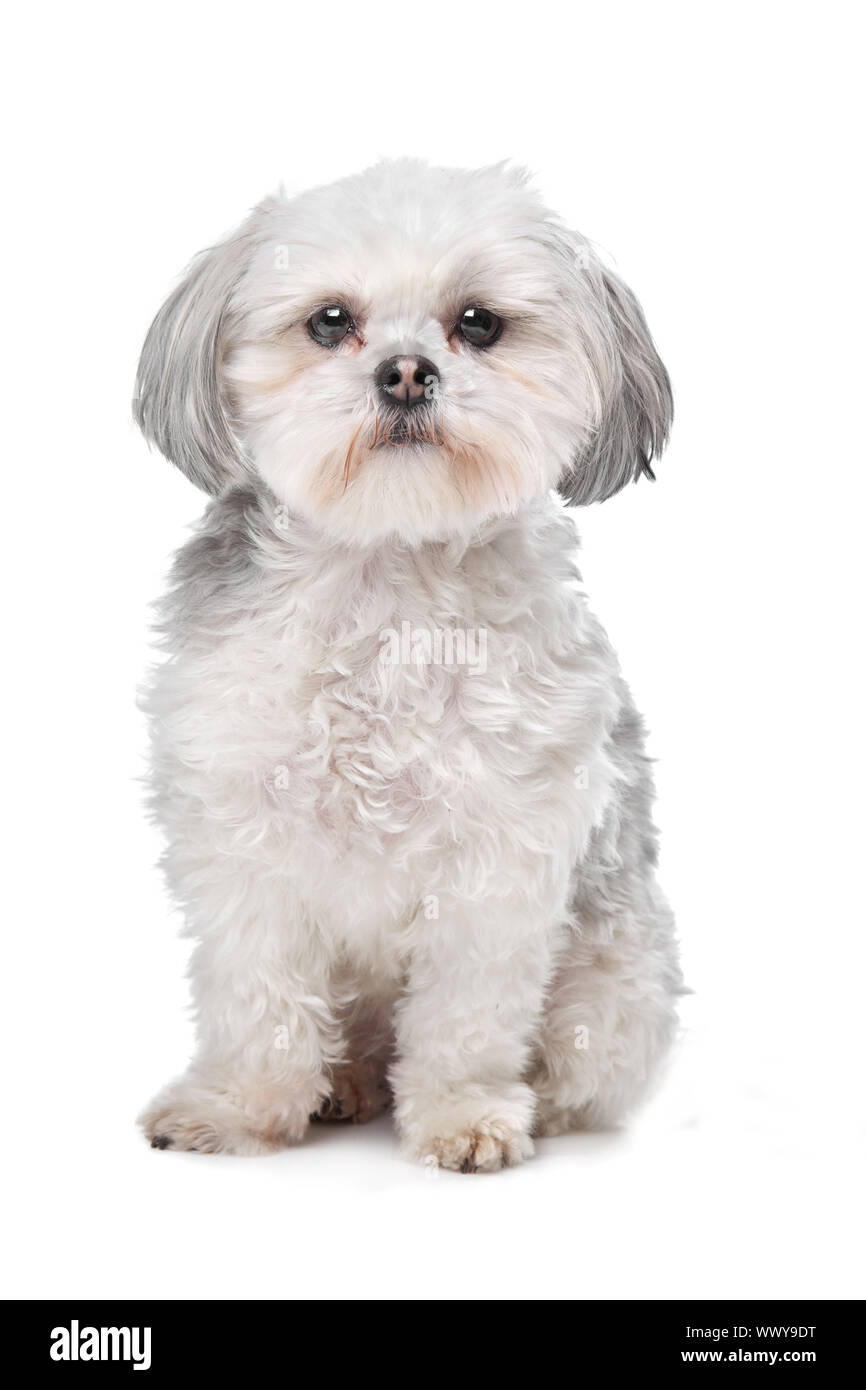 Little boomer dog in front of a white background Stock Photo - Alamy
