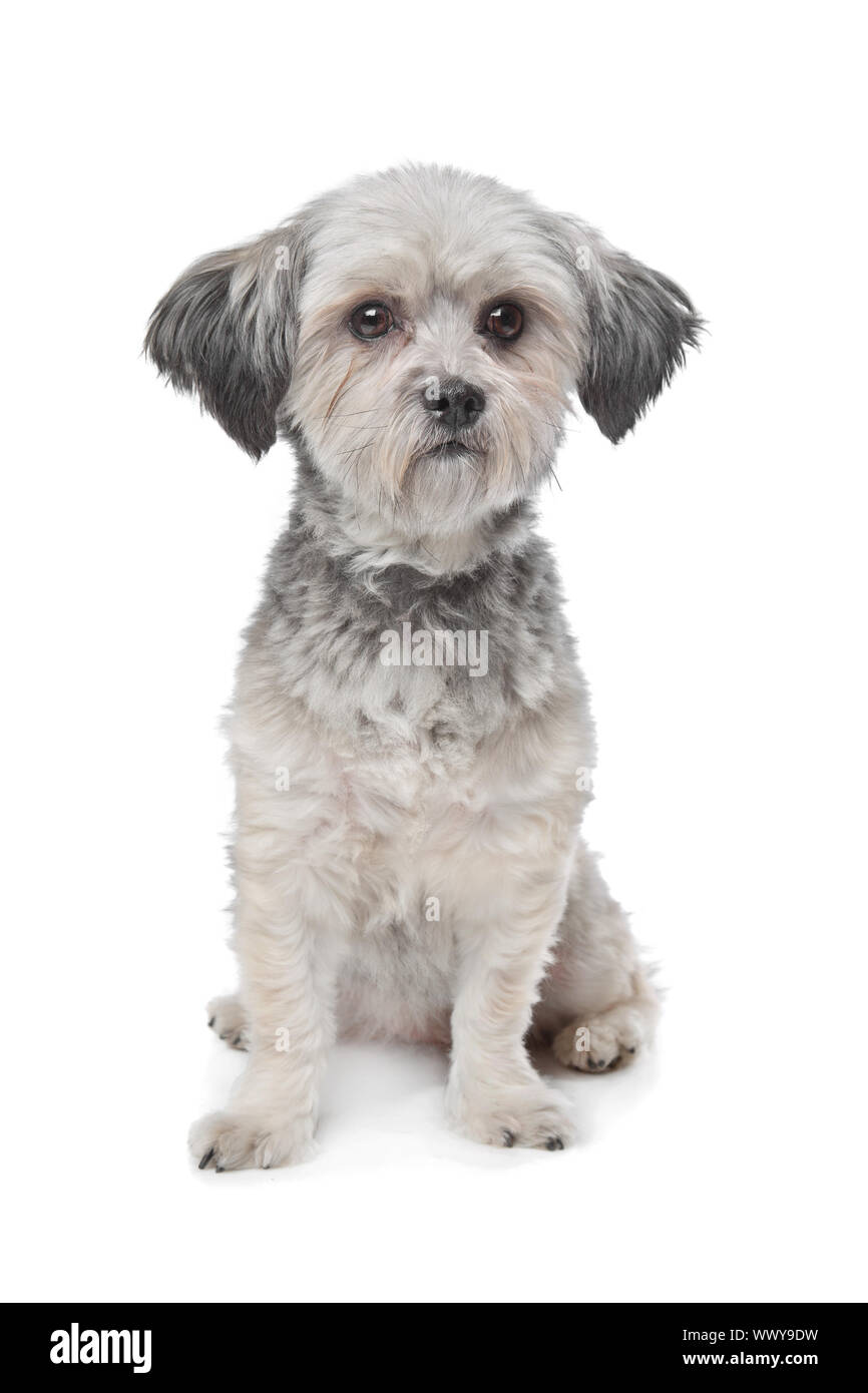 Little boomer dog in front of a white background Stock Photo - Alamy