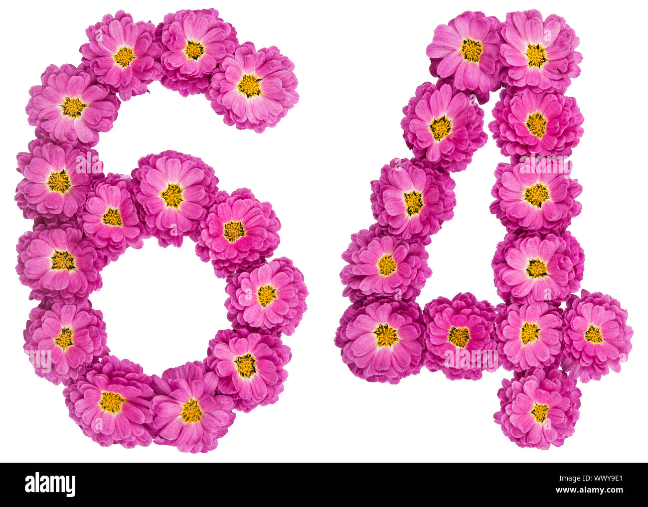 Arabic numeral 64, sixty four, from flowers of chrysanthemum, isolated ...