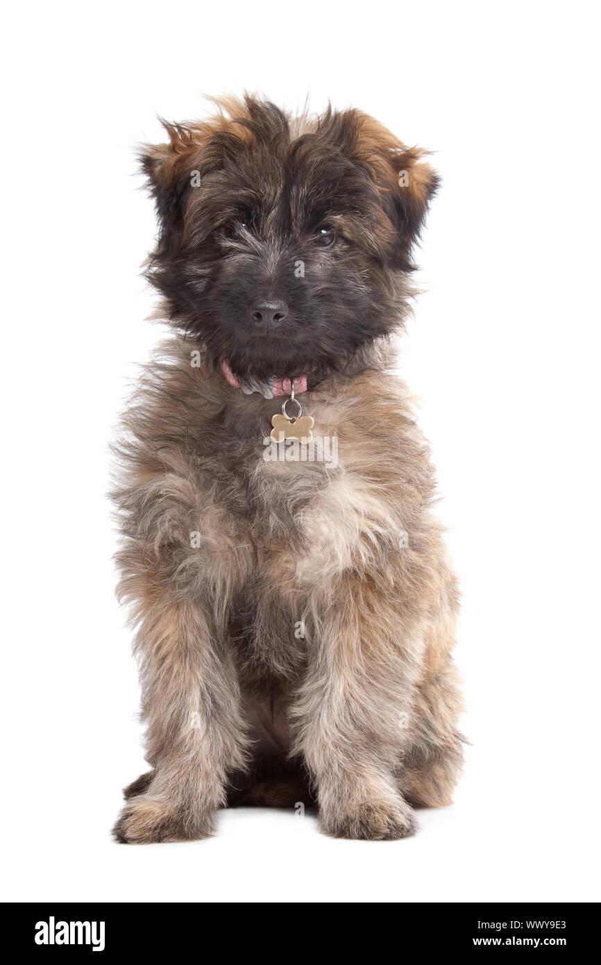 Pyrenean Shepherd puppy in front of a white background Stock Photo - Alamy