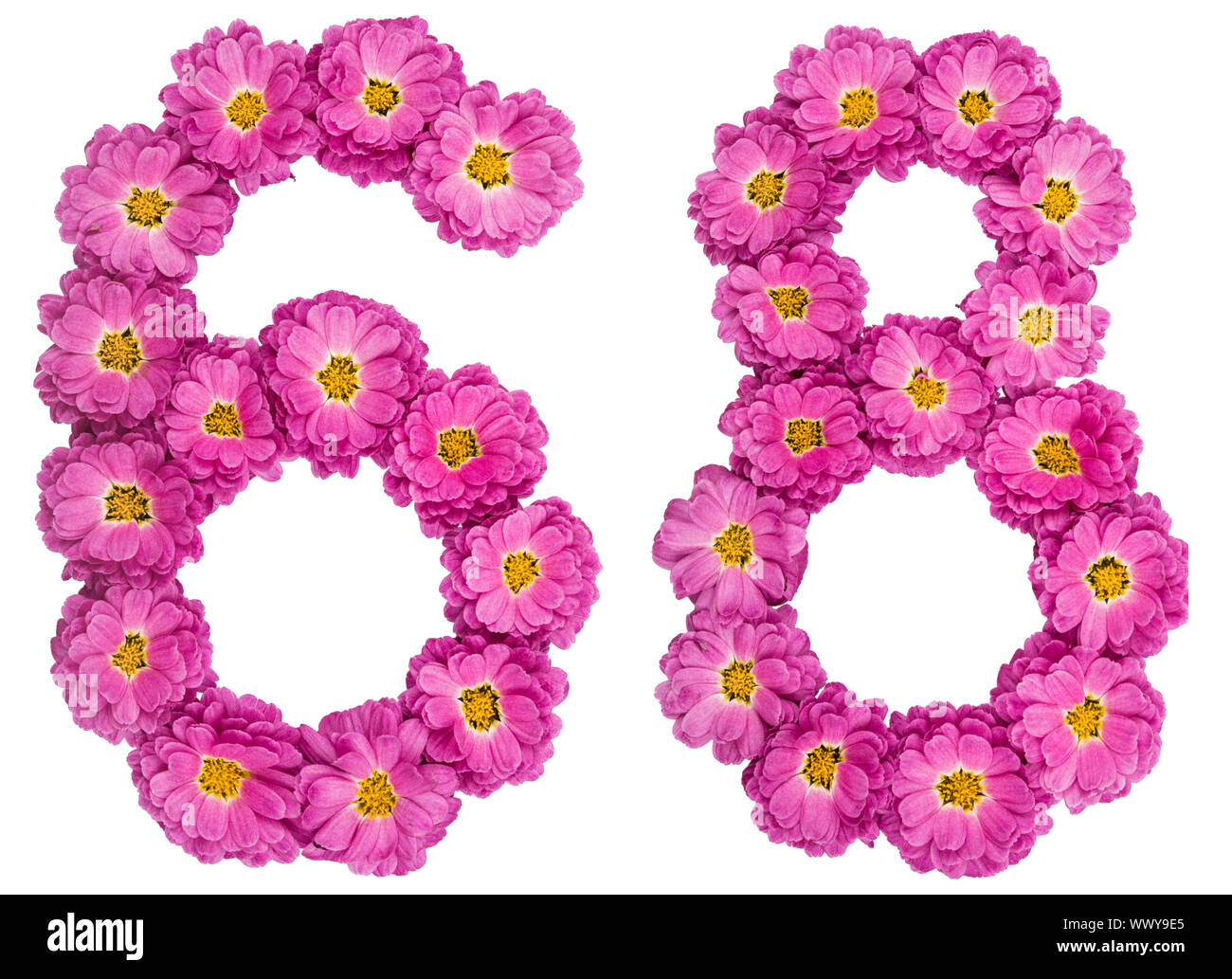 Arabic numeral 68, sixty eight, from flowers of chrysanthemum, isolated ...