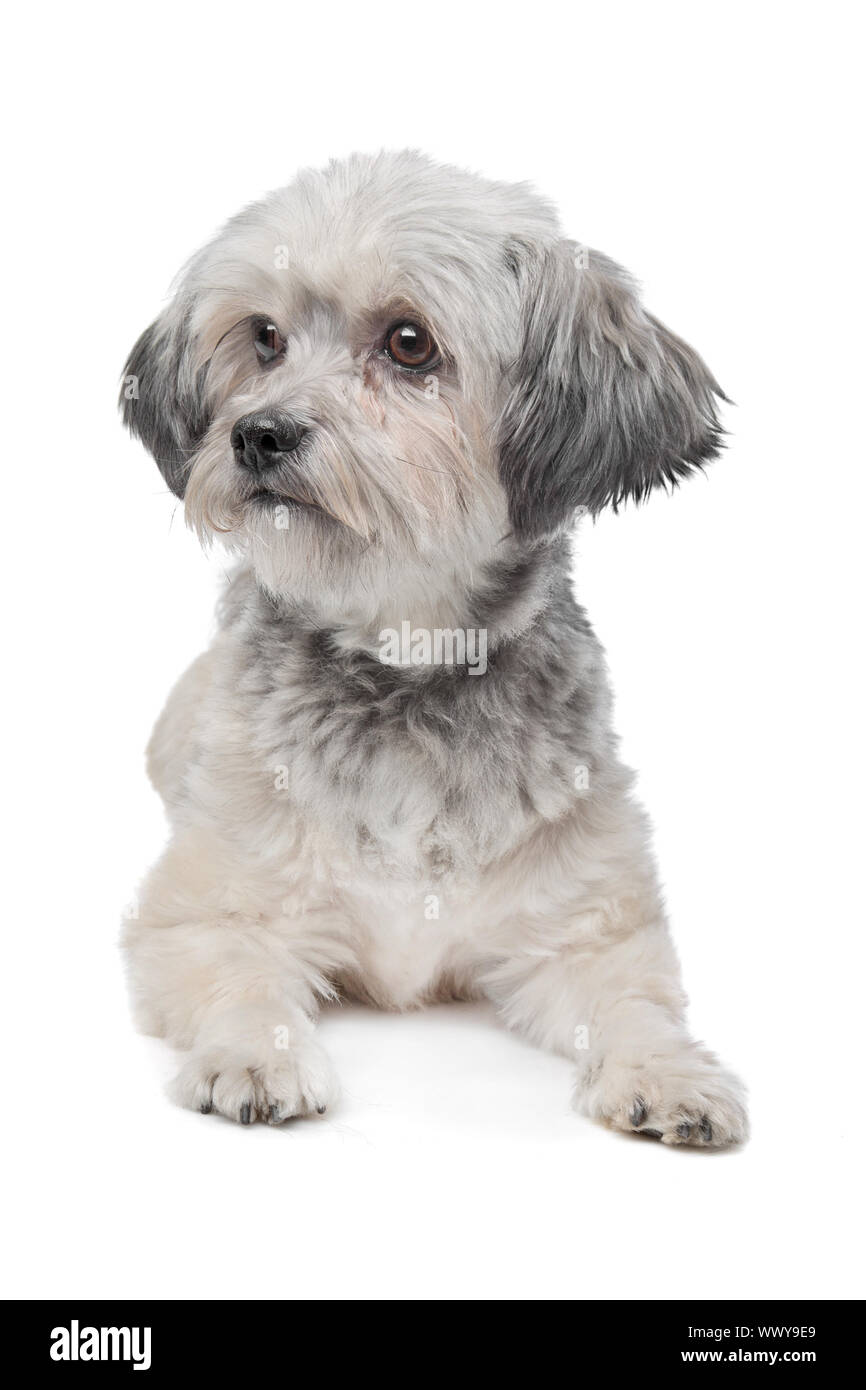 Little boomer dog in front of a white background Stock Photo - Alamy