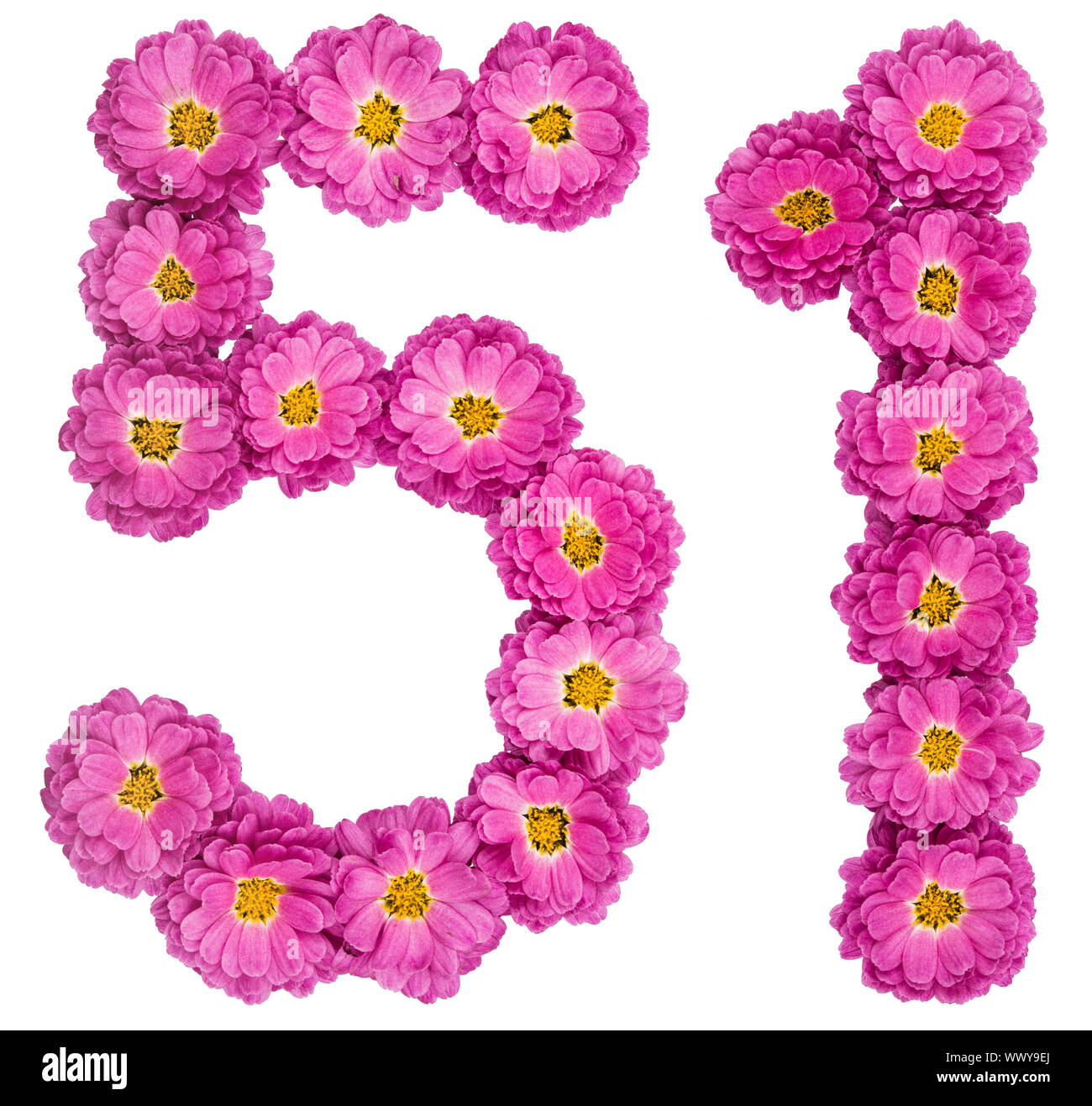 Arabic numeral 51, fifty one, from flowers of chrysanthemum, isolated ...
