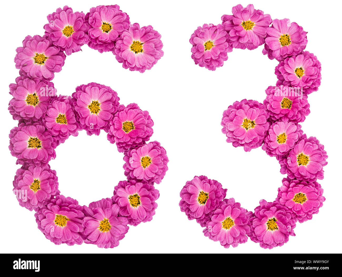 Arabic numeral 63, sixty three, from flowers of chrysanthemum, isolated ...