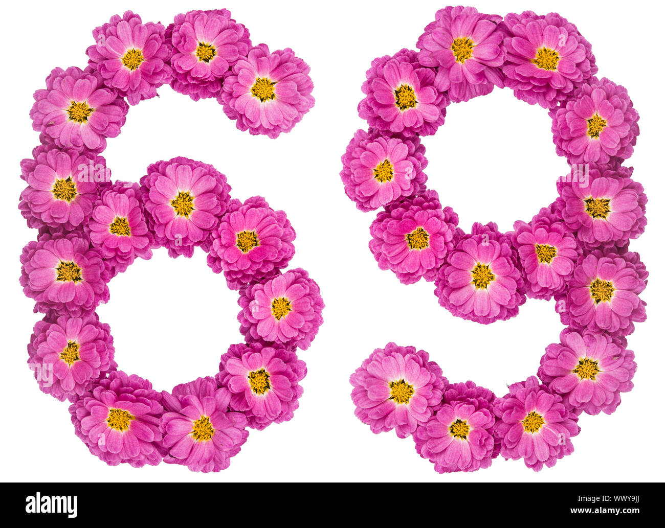 Arabic numeral 69, sixty nine, from flowers of chrysanthemum, isolated ...