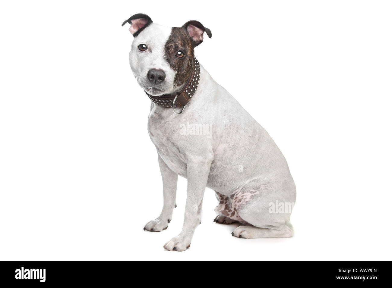 staffordshire terrier in front of a white background Stock Photo - Alamy