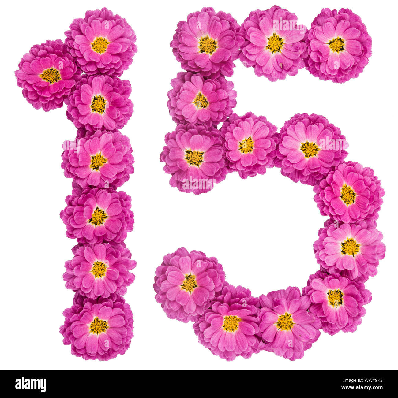 Arabic numeral 15, fifteen, from flowers of chrysanthemum, isolated on ...