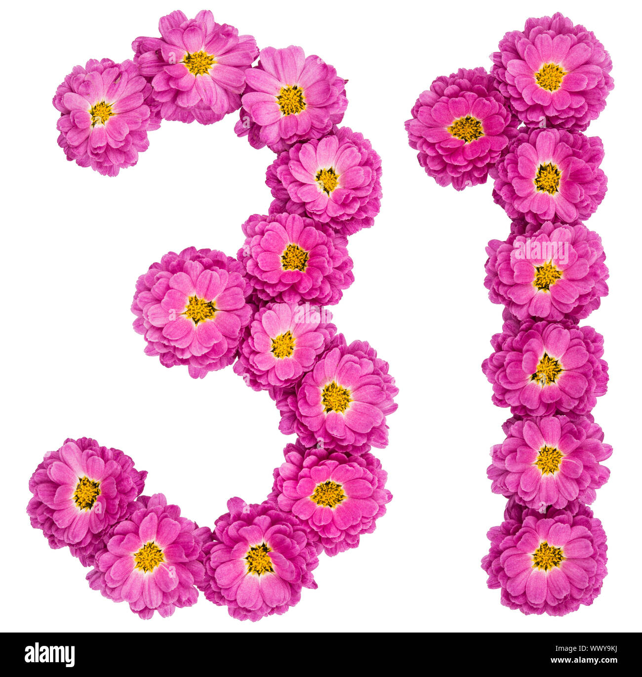 Arabic numeral 31, thirty one, from flowers of chrysanthemum, isolated ...