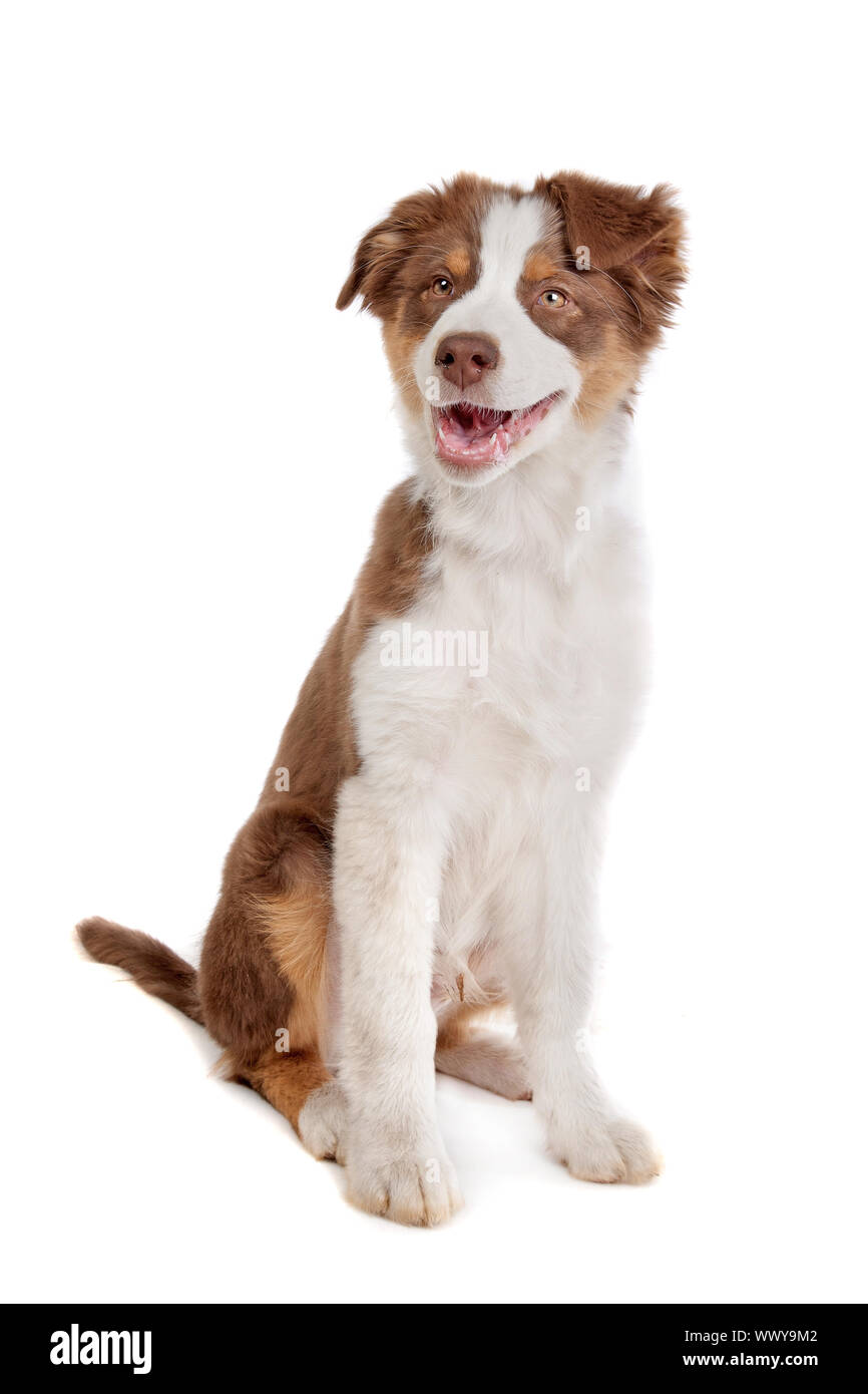Australian Shepherd in front of a white background Stock Photo - Alamy