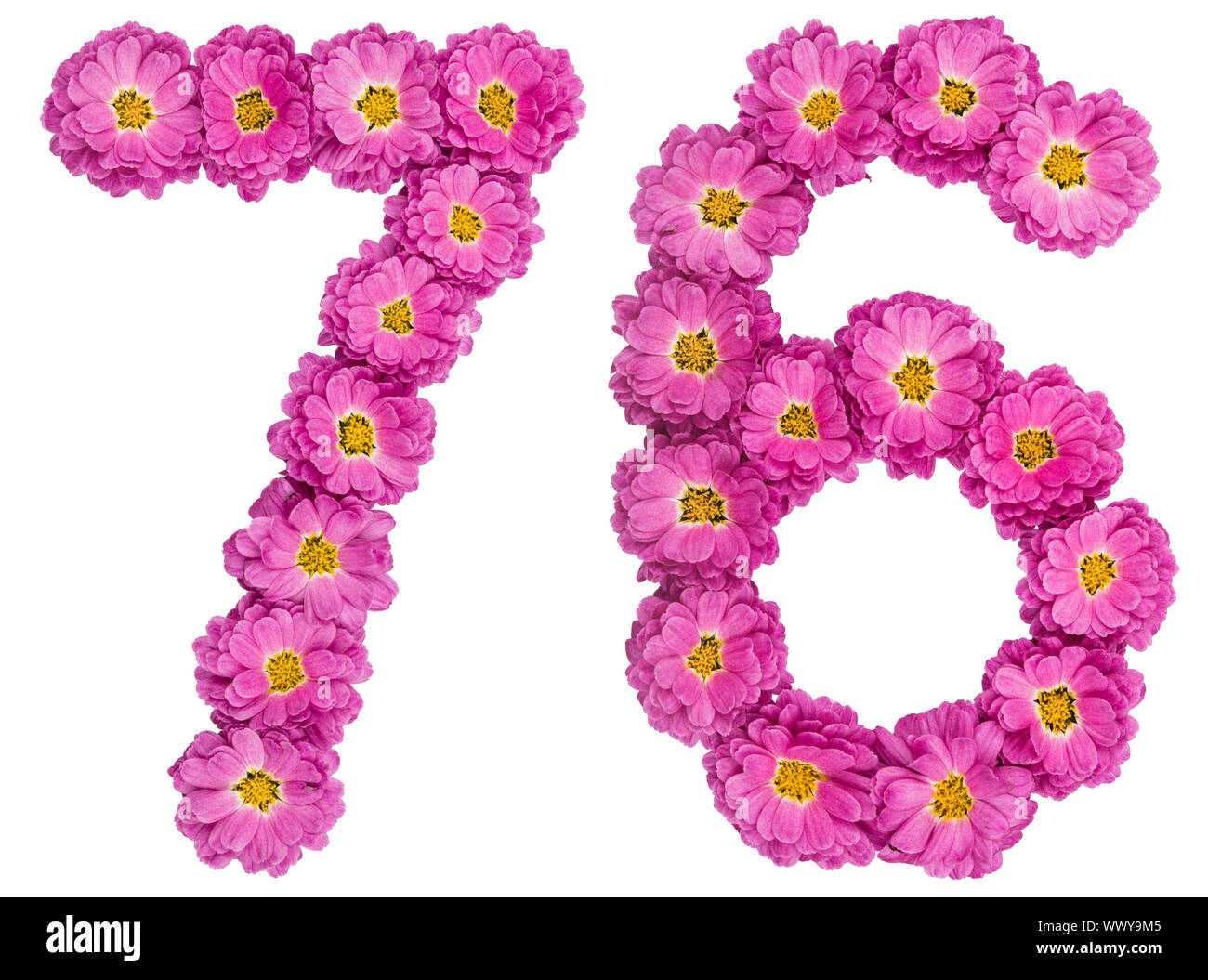 Arabic numeral 76, seventy six, from flowers of chrysanthemum, isolated ...