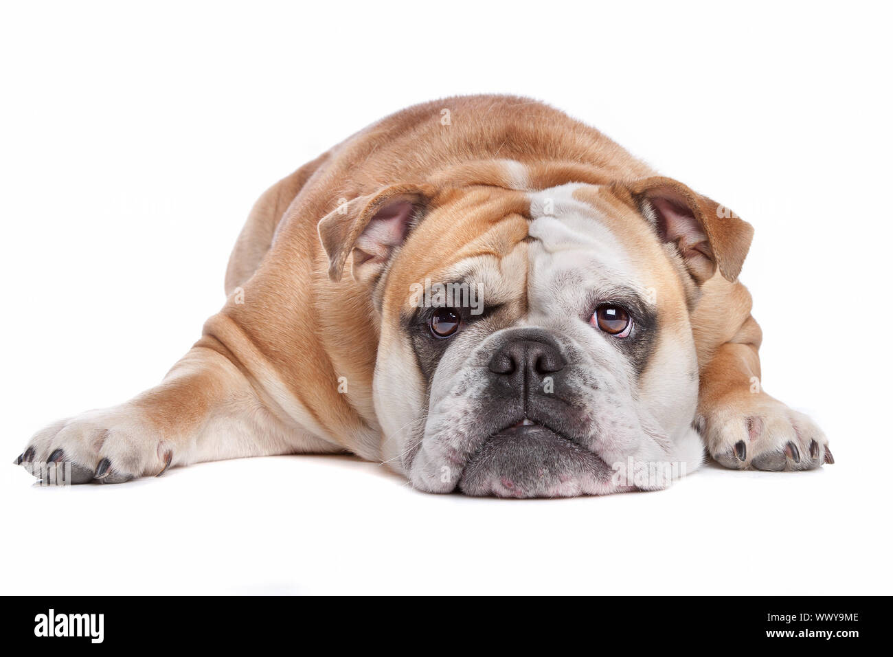 Muscular English Bulldog