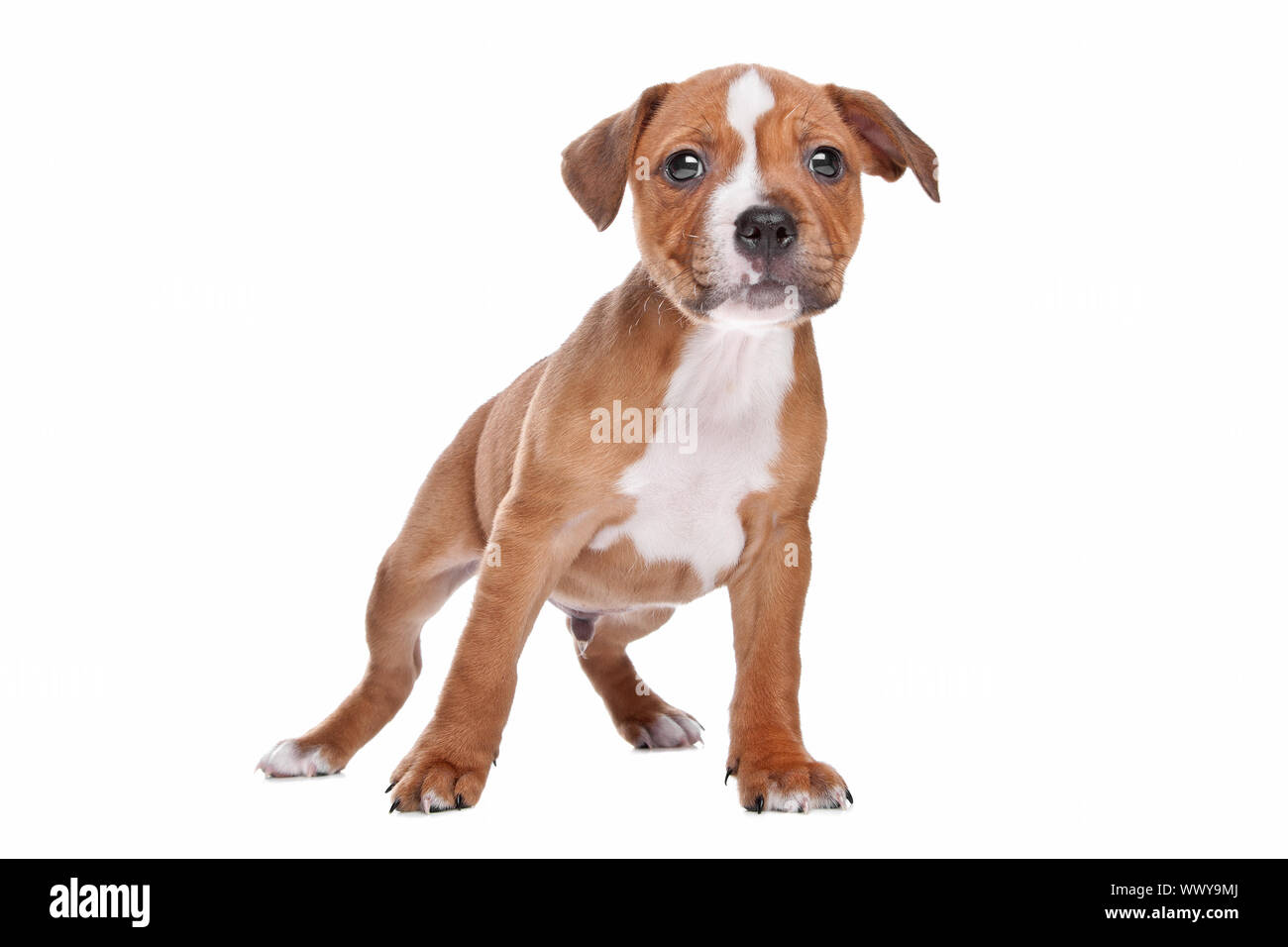Young white bull in Cut Out Stock Images & Pictures - Alamy