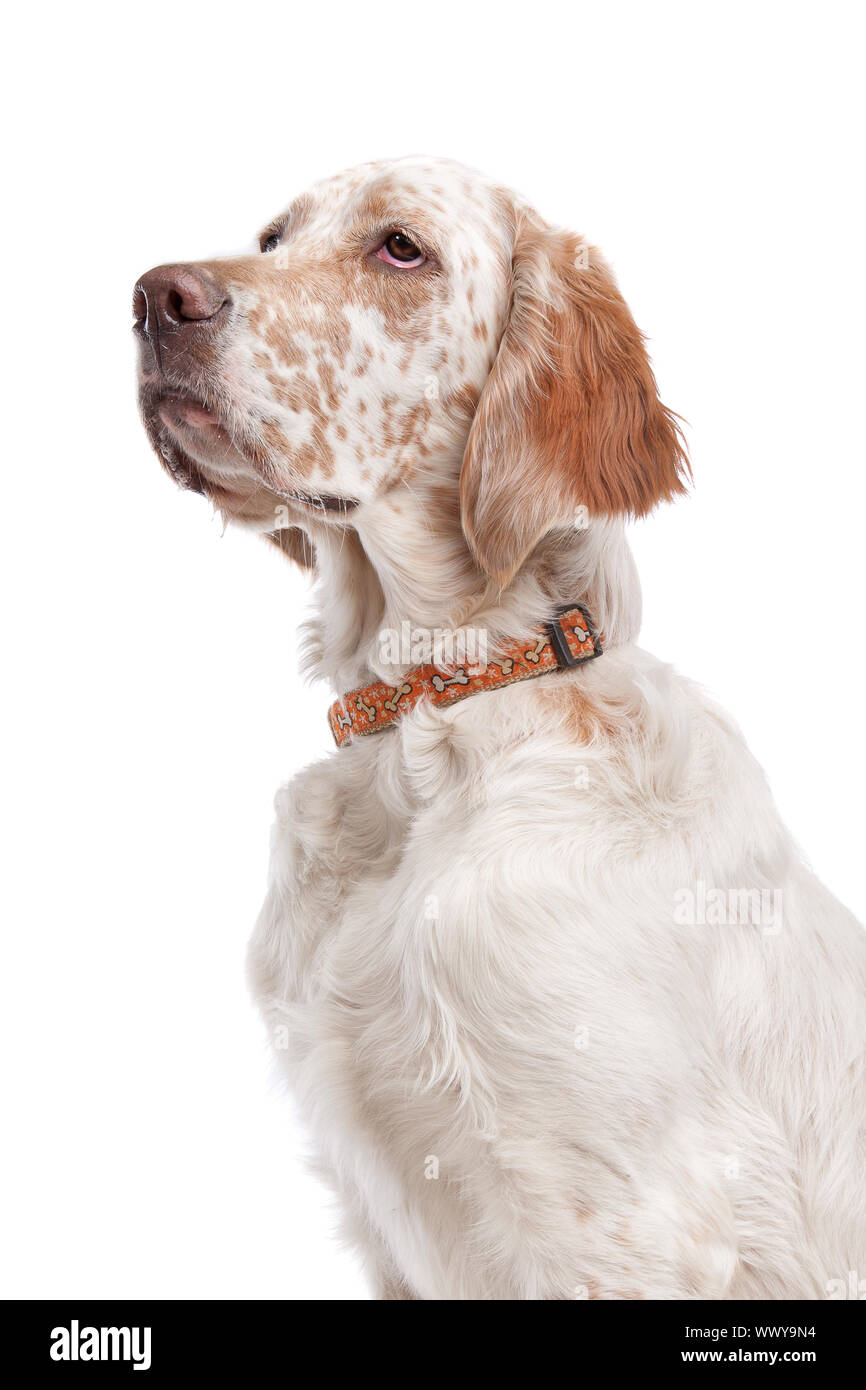 English Setter in front of a white background Stock Photo - Alamy