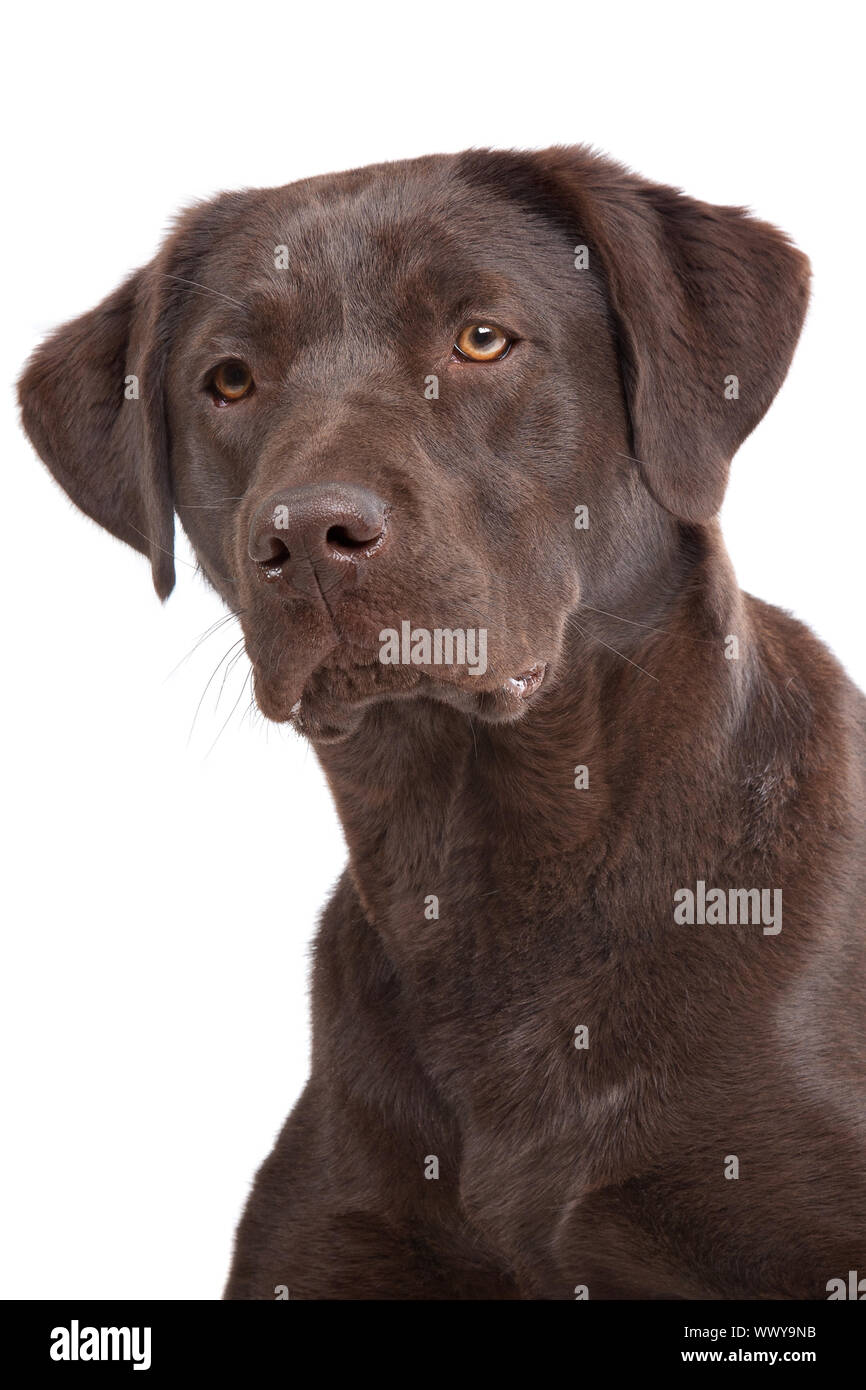 Chocolate Labrador in front of a white background Stock Photo - Alamy