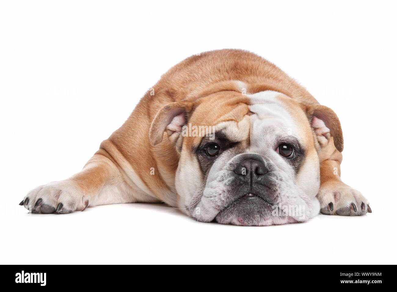 English bulldog in front of a white background Stock Photo - Alamy