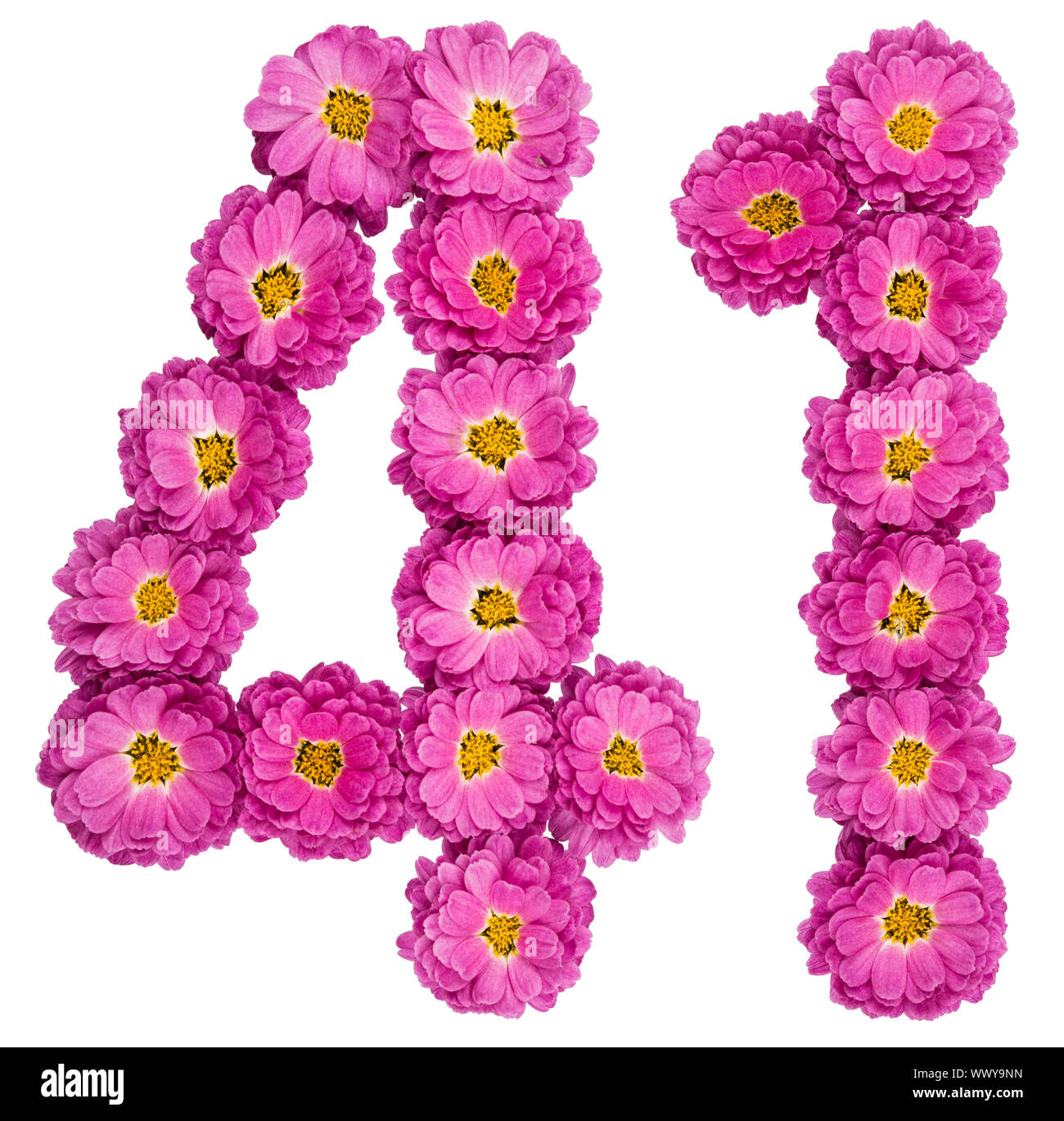 Arabic numeral 41, forty one, from flowers of chrysanthemum, isolated ...