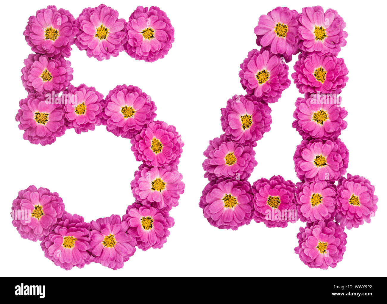Arabic numeral 54, fifty four, from flowers of chrysanthemum, isolated ...