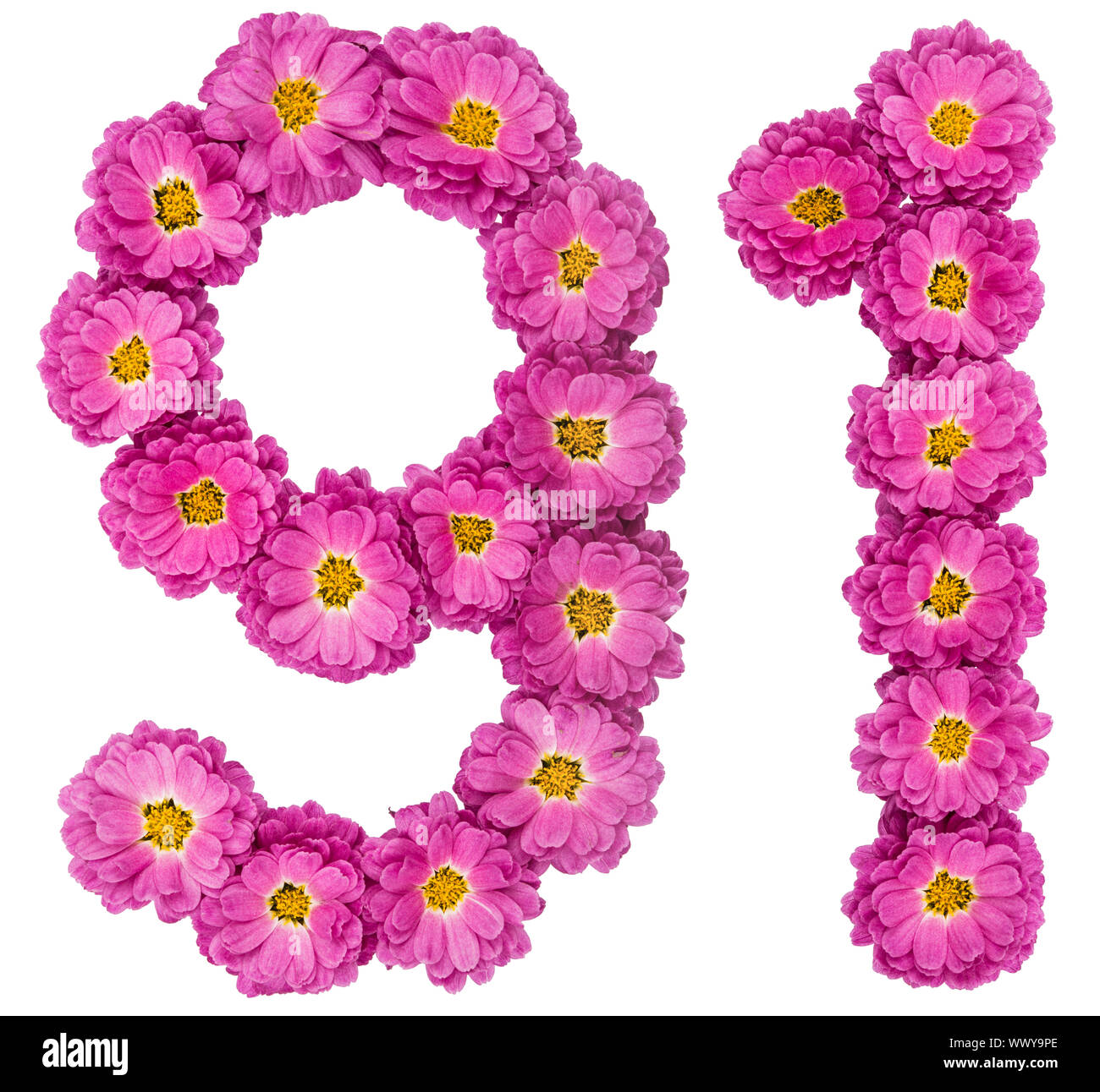 Arabic numeral 91, ninety one, from flowers of chrysanthemum, isolated on white background Stock ...