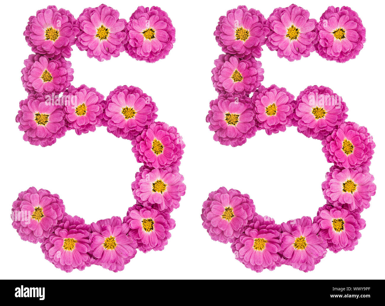 Arabic numeral 55, fifty five, from flowers of chrysanthemum, isolated ...