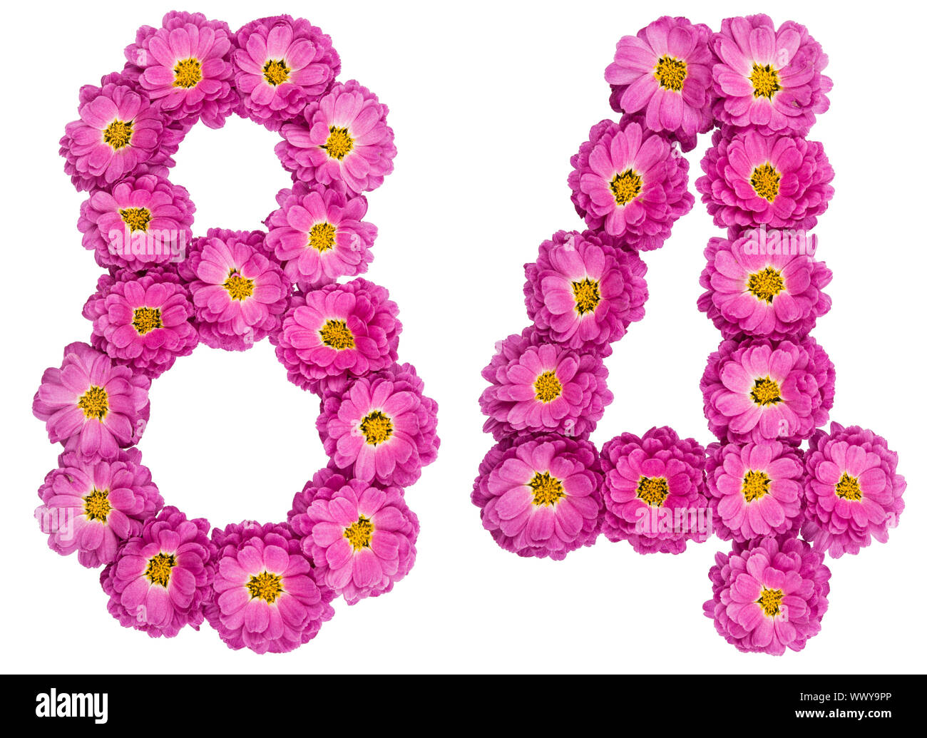 Arabic numeral 84, eighty four, from flowers of chrysanthemum, isolated ...