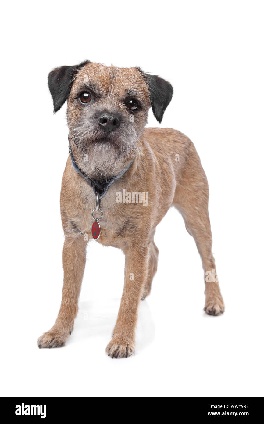 Border Terrier in front of a white background Stock Photo - Alamy