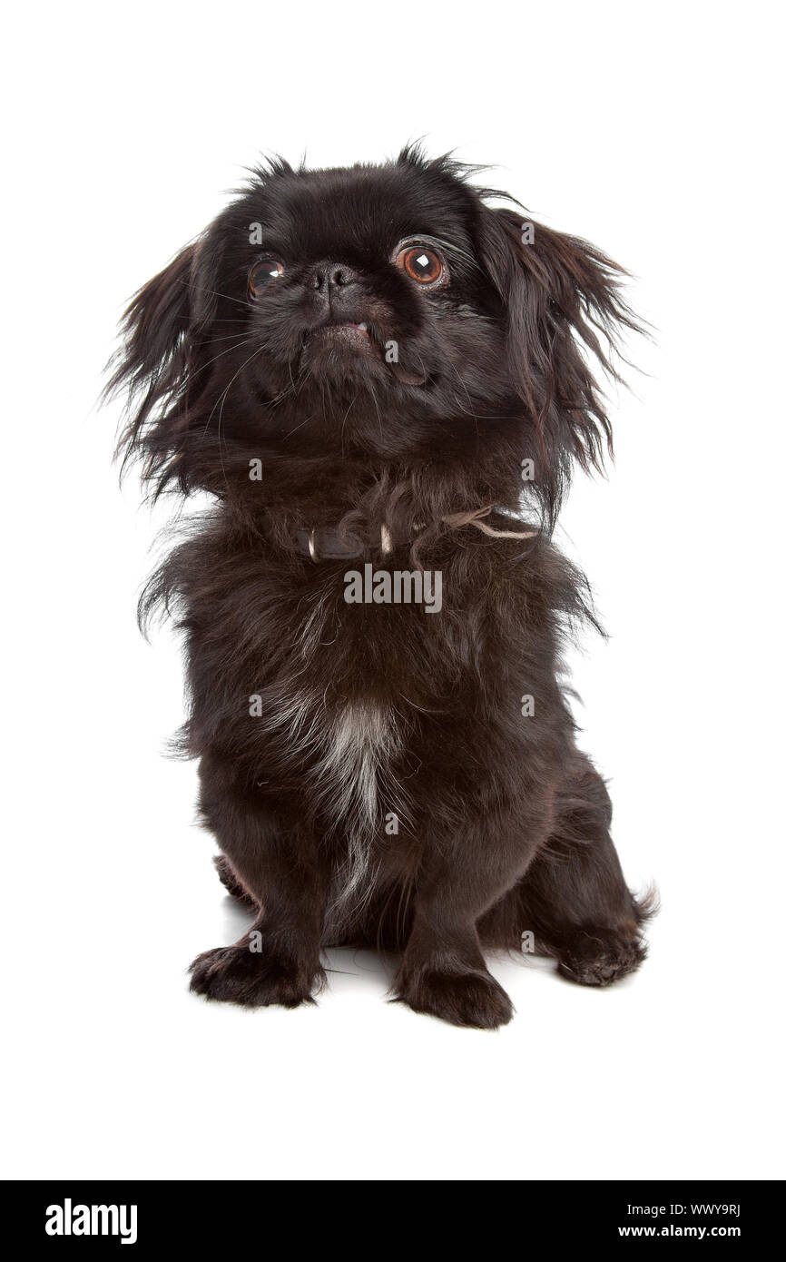 Dog japanese chin japanese spaniel hi-res stock photography and images ...