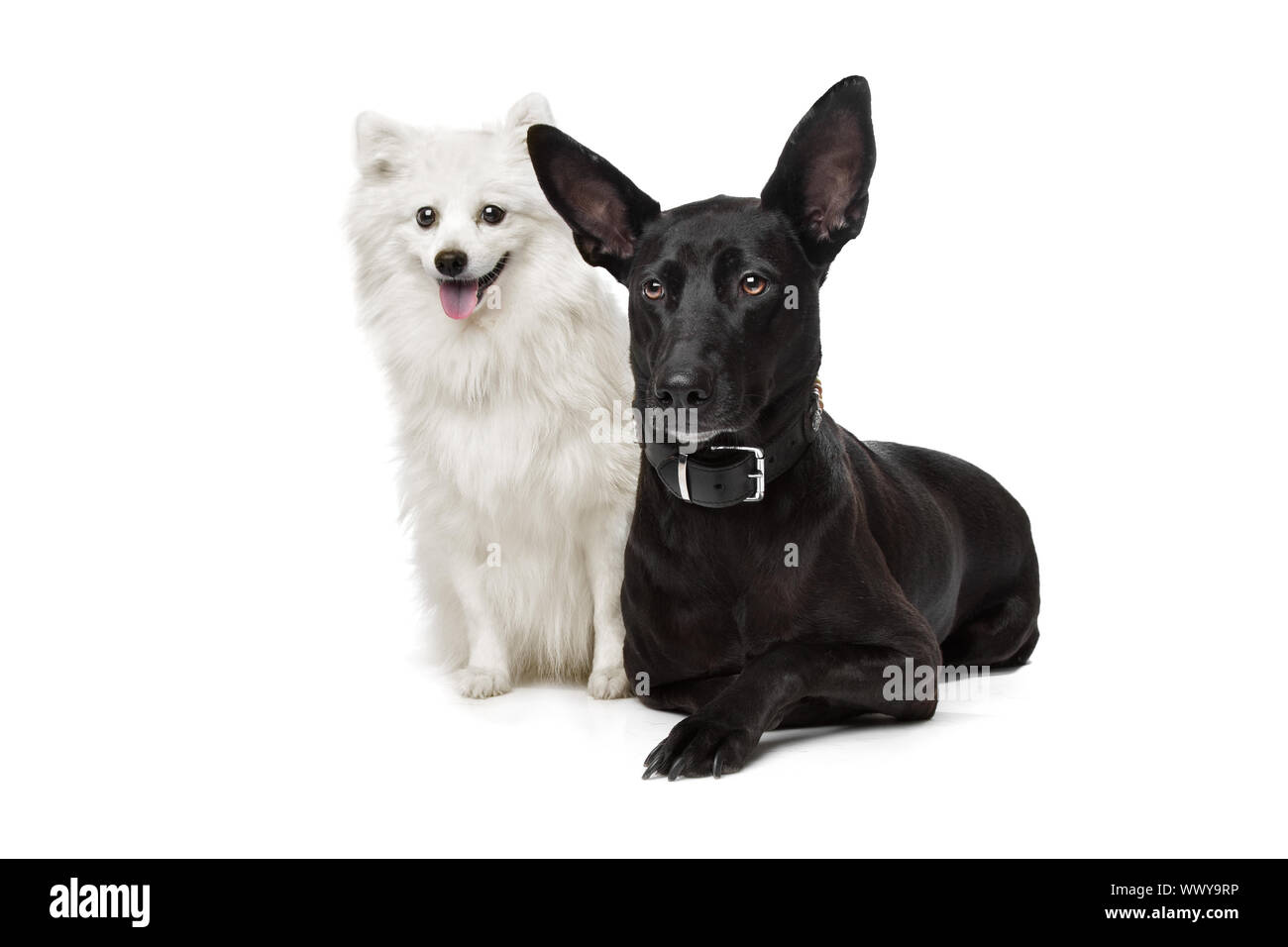 Keeshond (Dutch Barge Dog) and a black Shepherd mix in front of a white ...