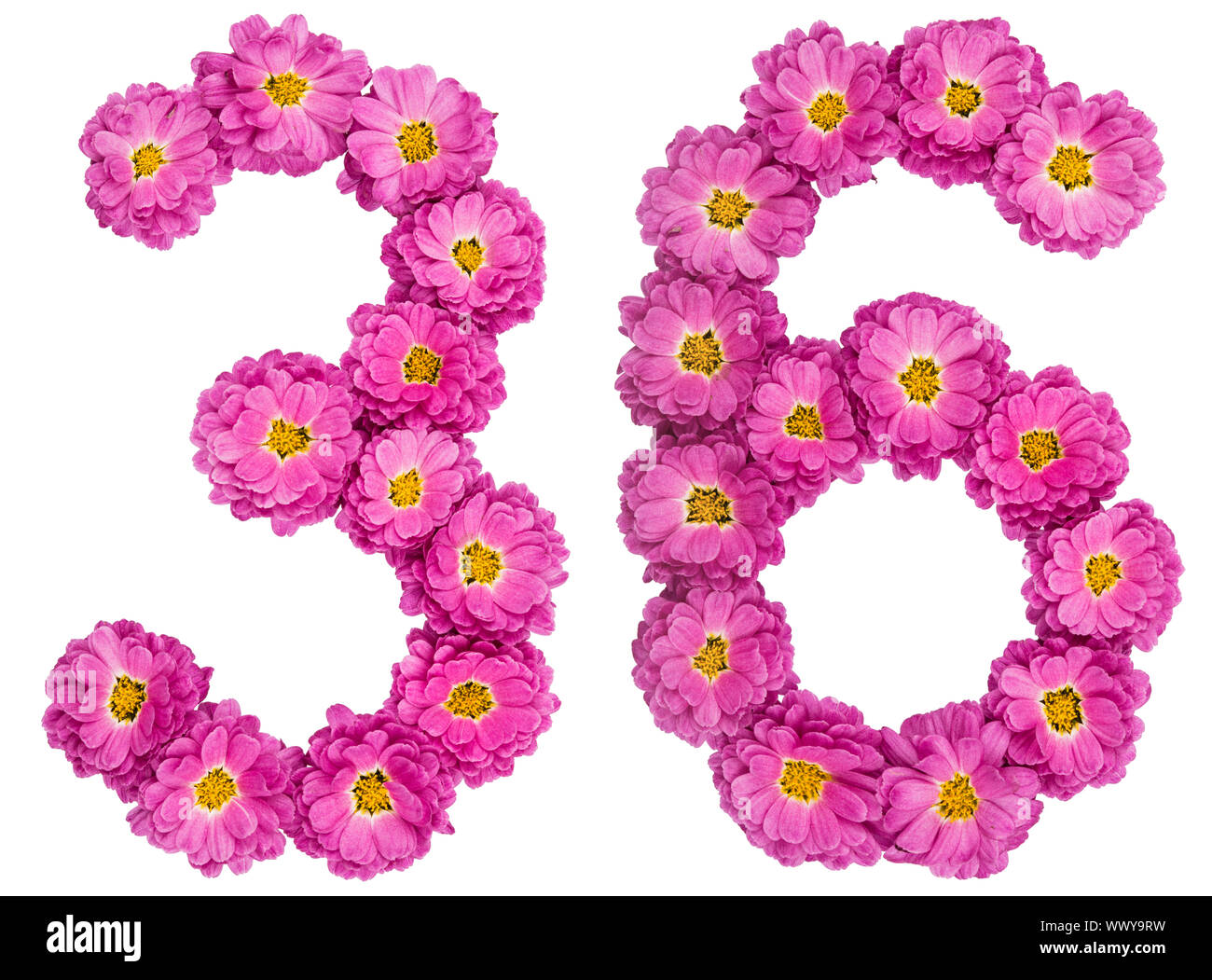 Arabic numeral 36, thirty six, from flowers of chrysanthemum, isolated ...