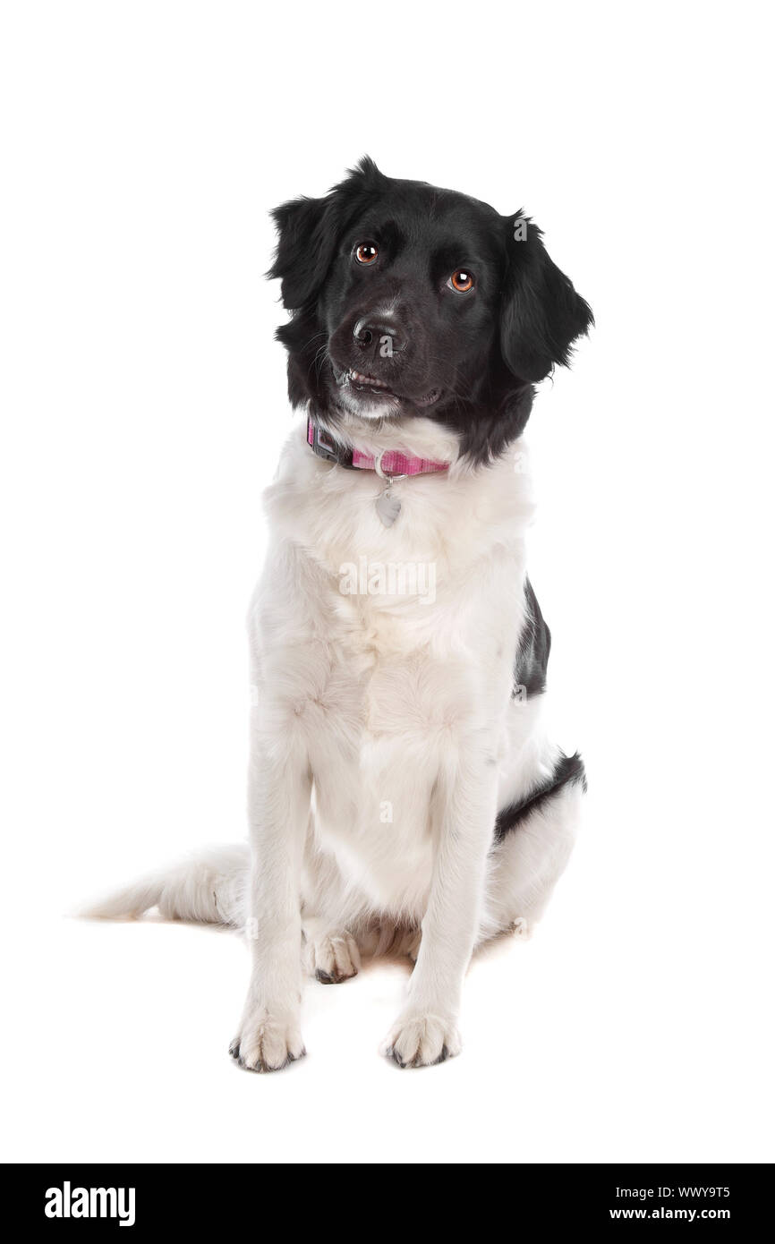 Frisian pointer hi-res stock photography and images - Alamy