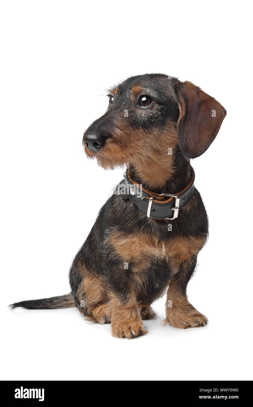 wire haired miniature Dachshund in front of a white background Stock ...