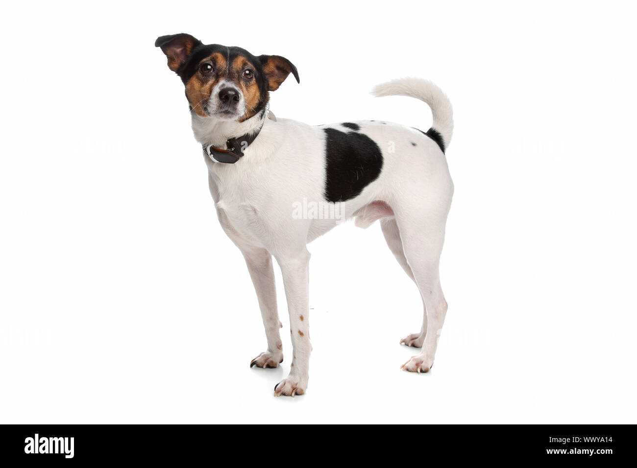 Boerenfox terrier ( Dutch Breed) in front of a white background Stock ...