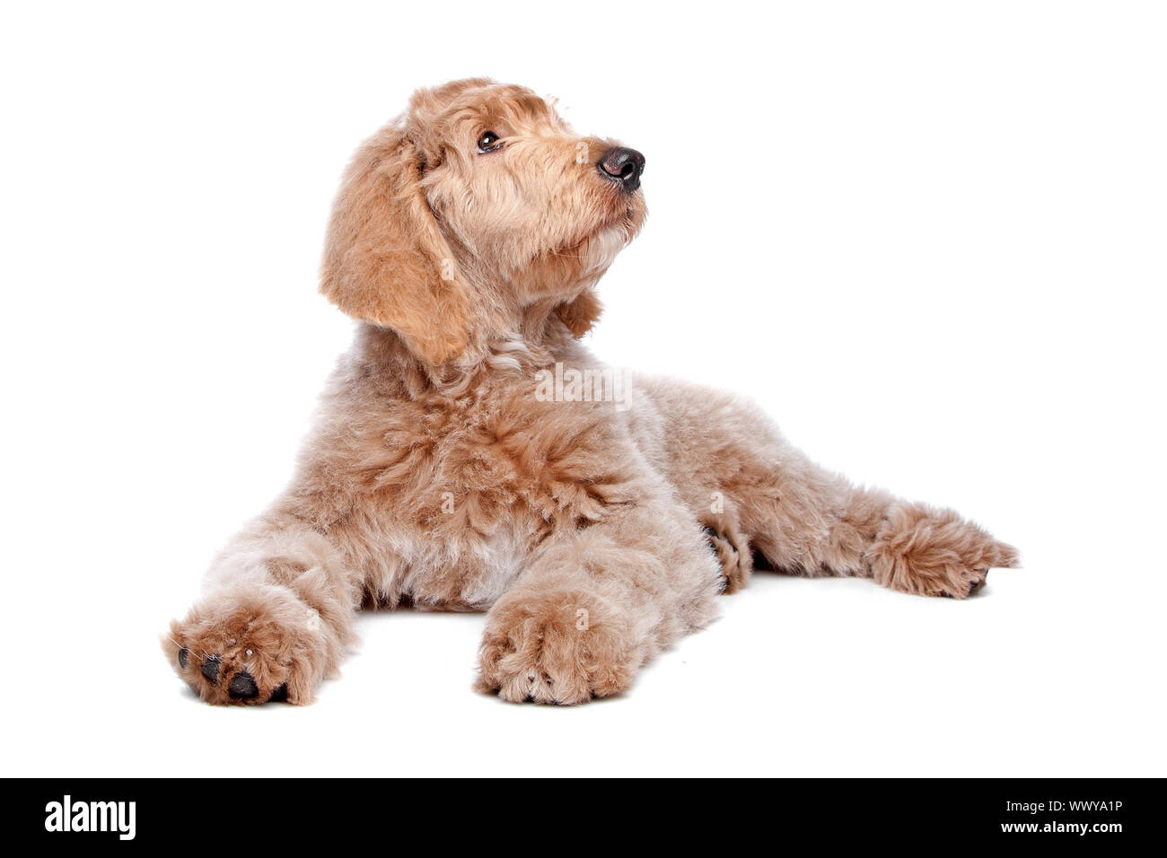 Labradoodle puppy in front of a white background Stock Photo - Alamy
