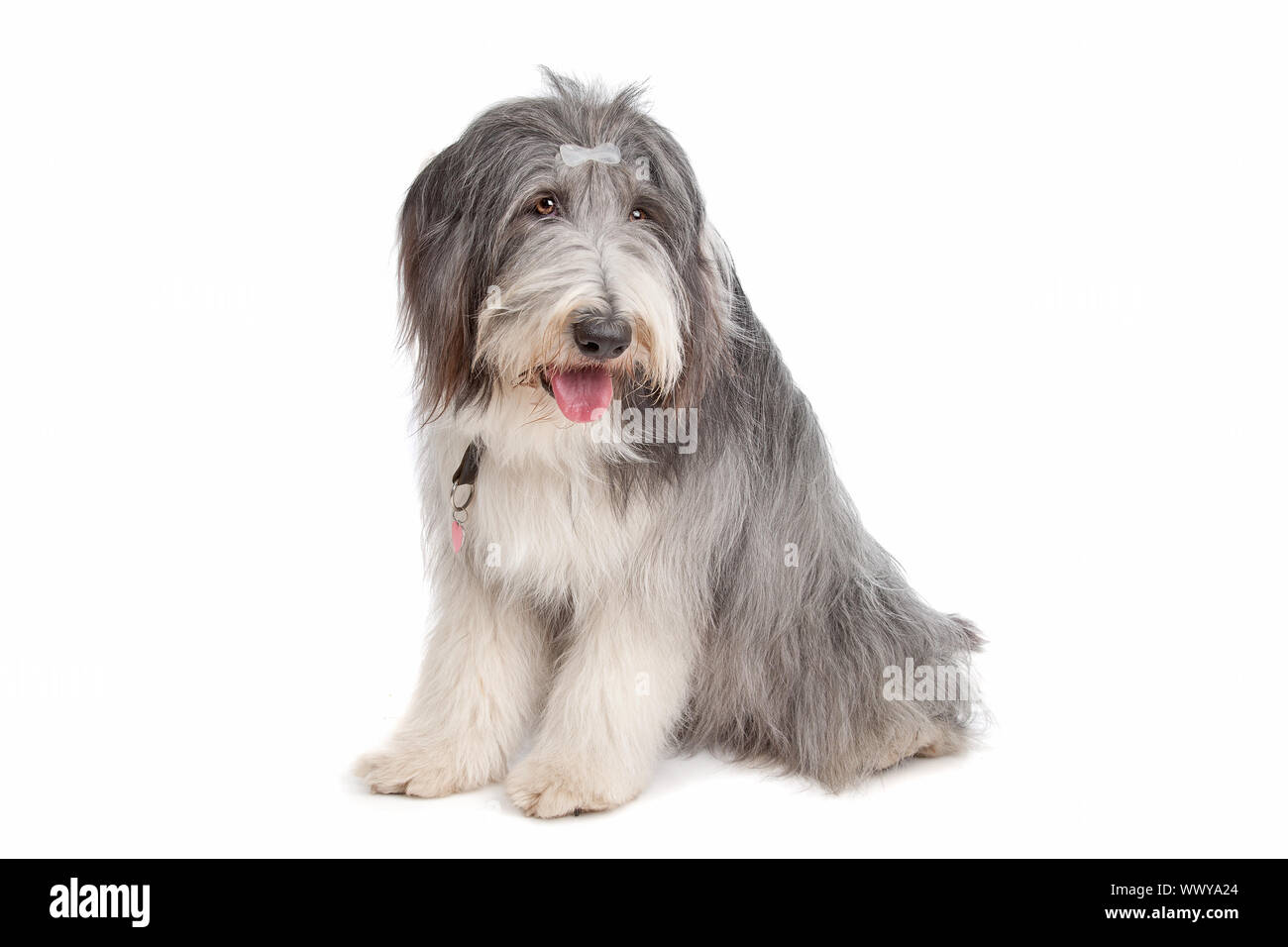 bearded collie in front of a white background Stock Photo - Alamy