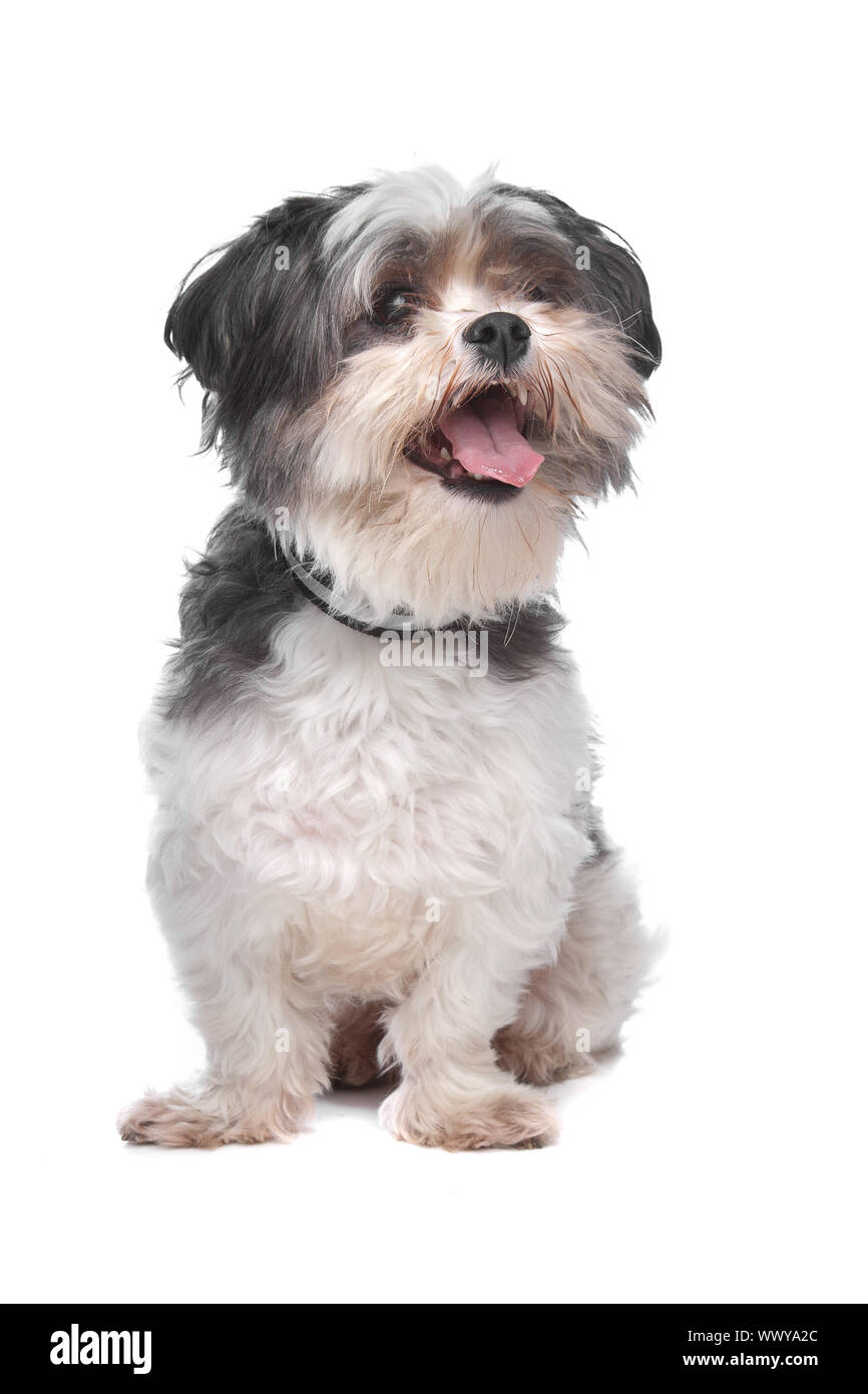 boomer, mixed breed dog in front of a white background Stock Photo - Alamy